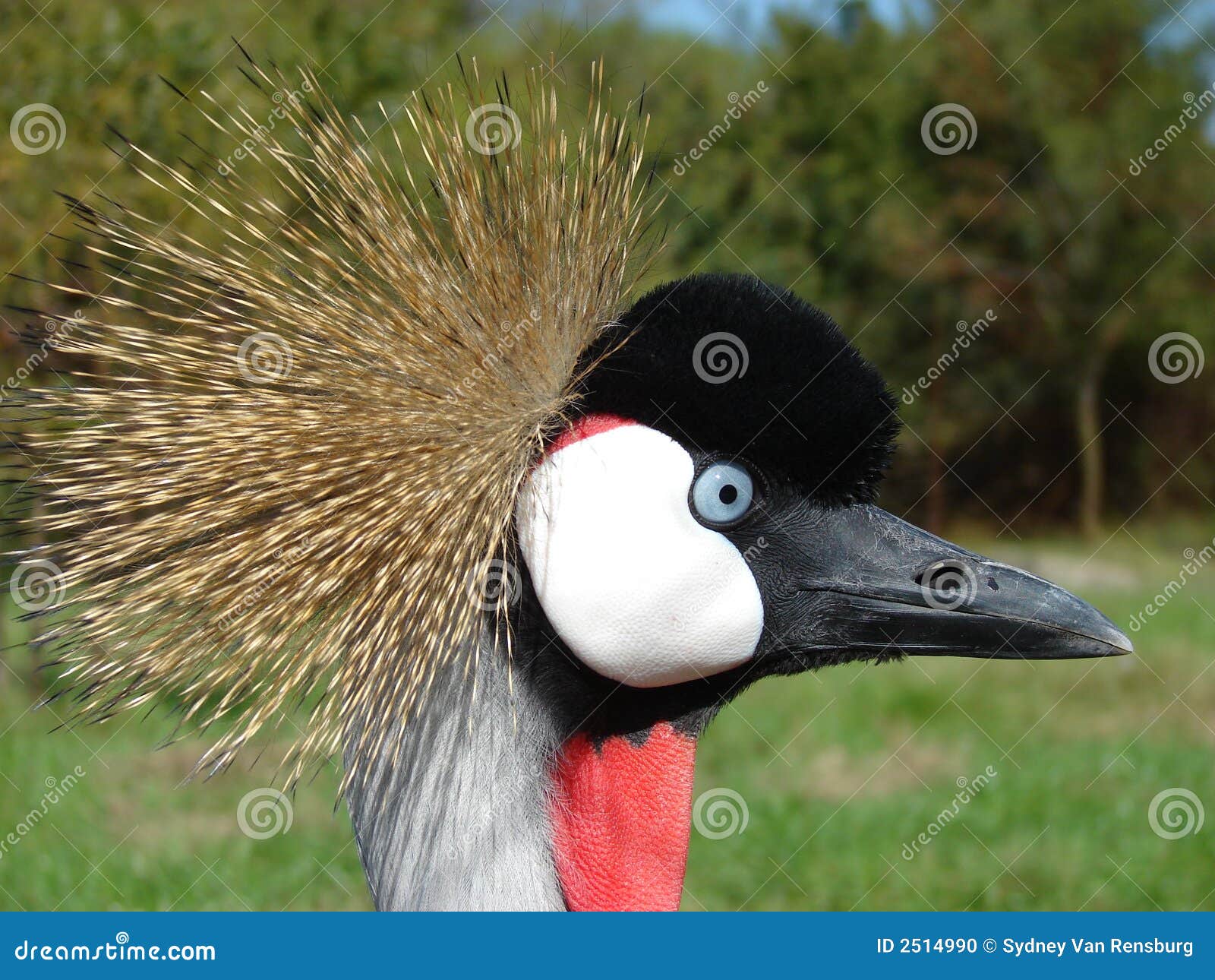 Wild Mahem stock photo. Image of nature, colours, wildlife - 2514990