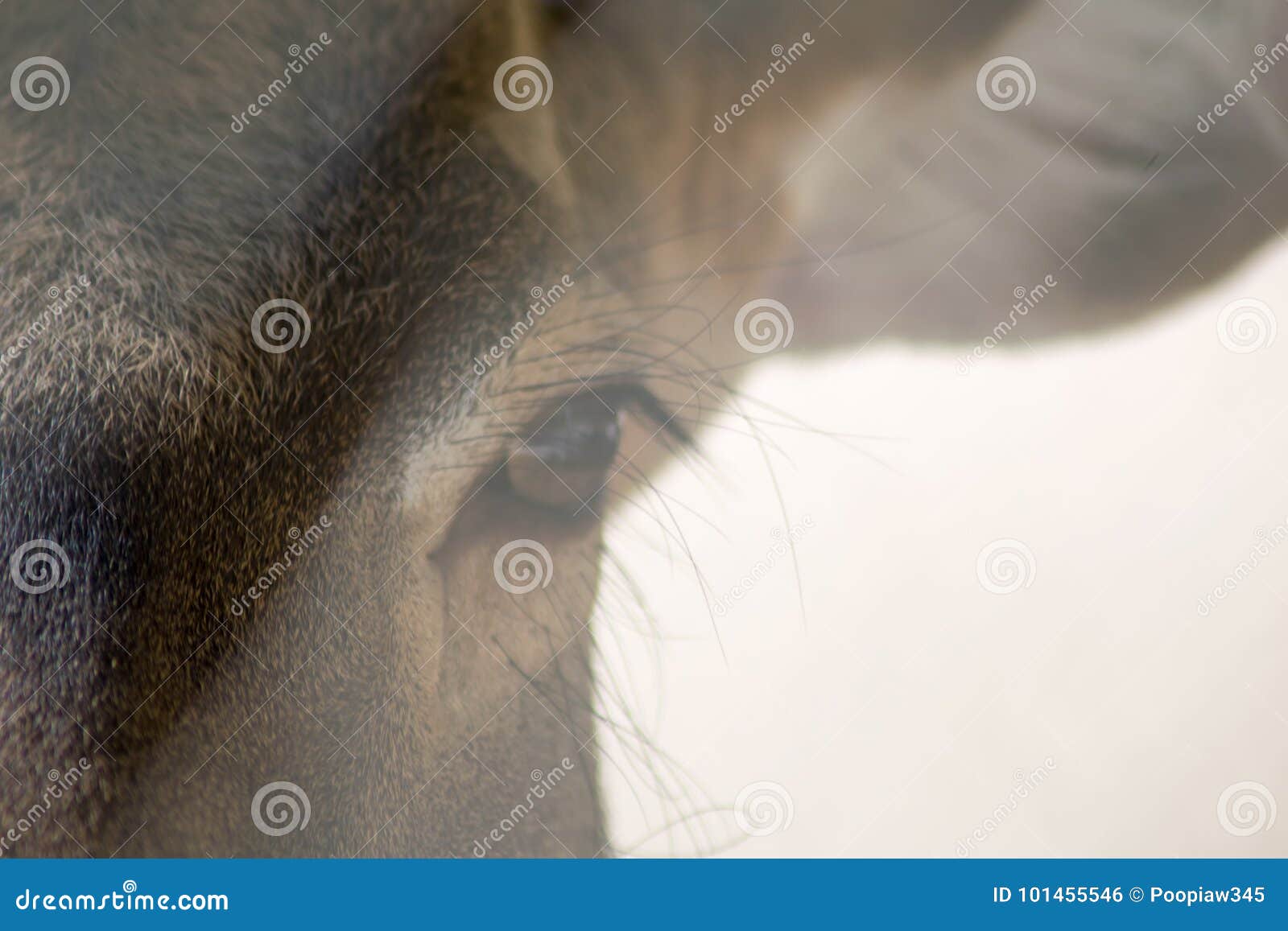 Wild Male Deer Eye Close Up with Sunlight Stock Photo - Image of face ...