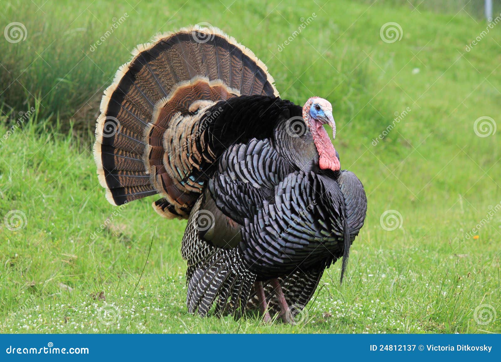 Wild male kalkon fotografering för bildbyråer. Bild av natur - 24812137