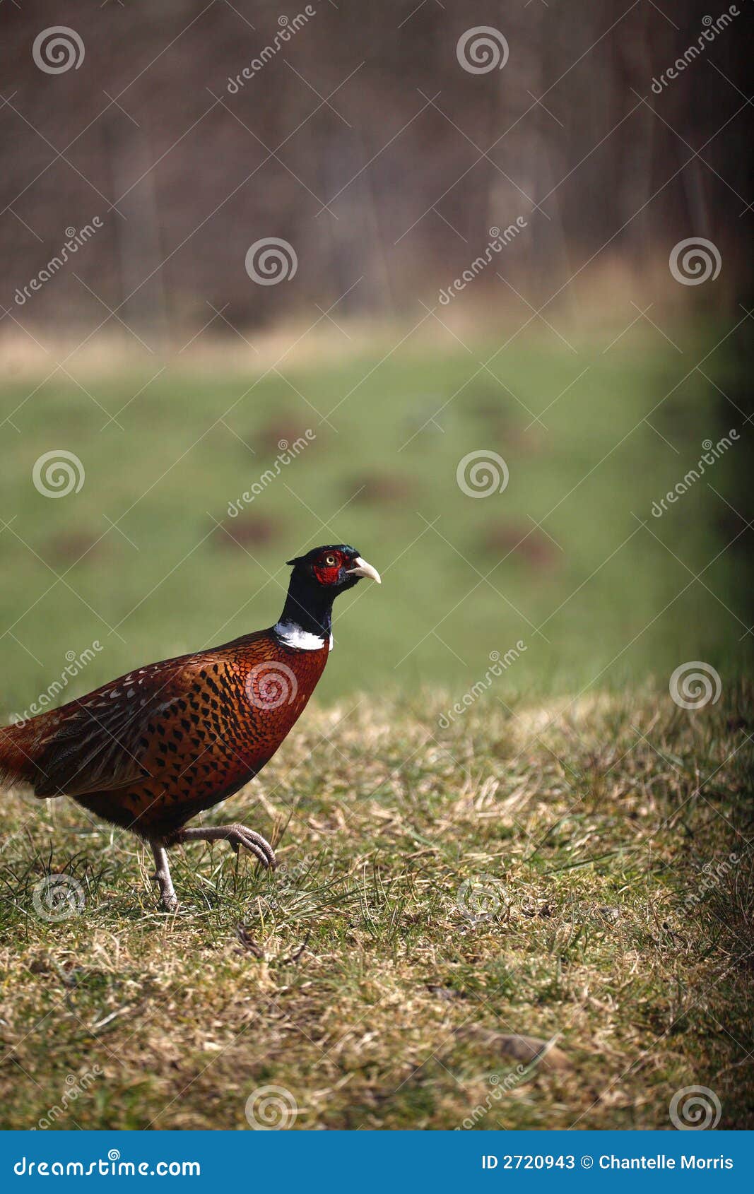 Wild male pheasant stock image. Image of large, scotland - 2720943
