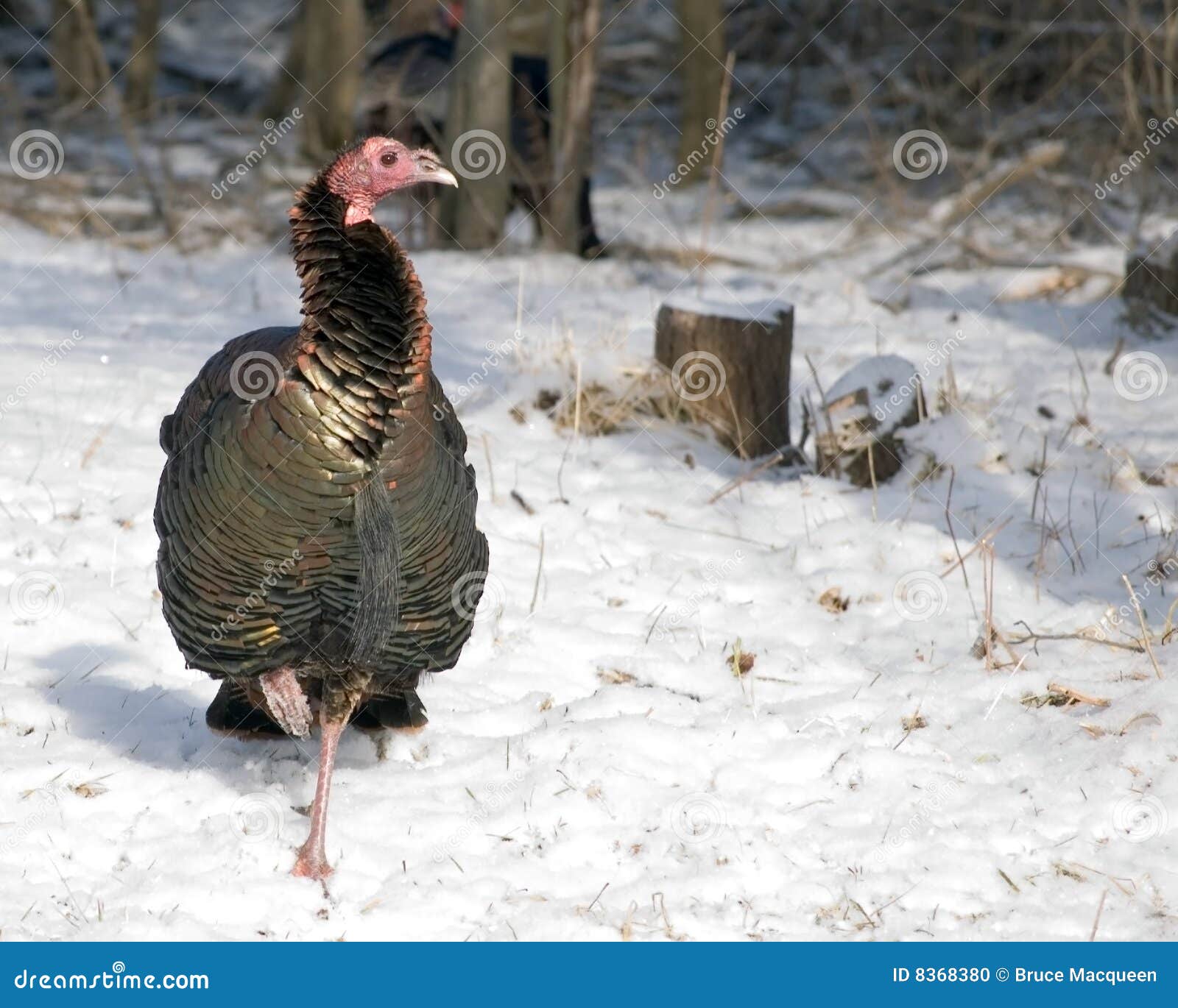 Wild Male Turkey stock photo. Image of avian, turkey, winter - 8368380