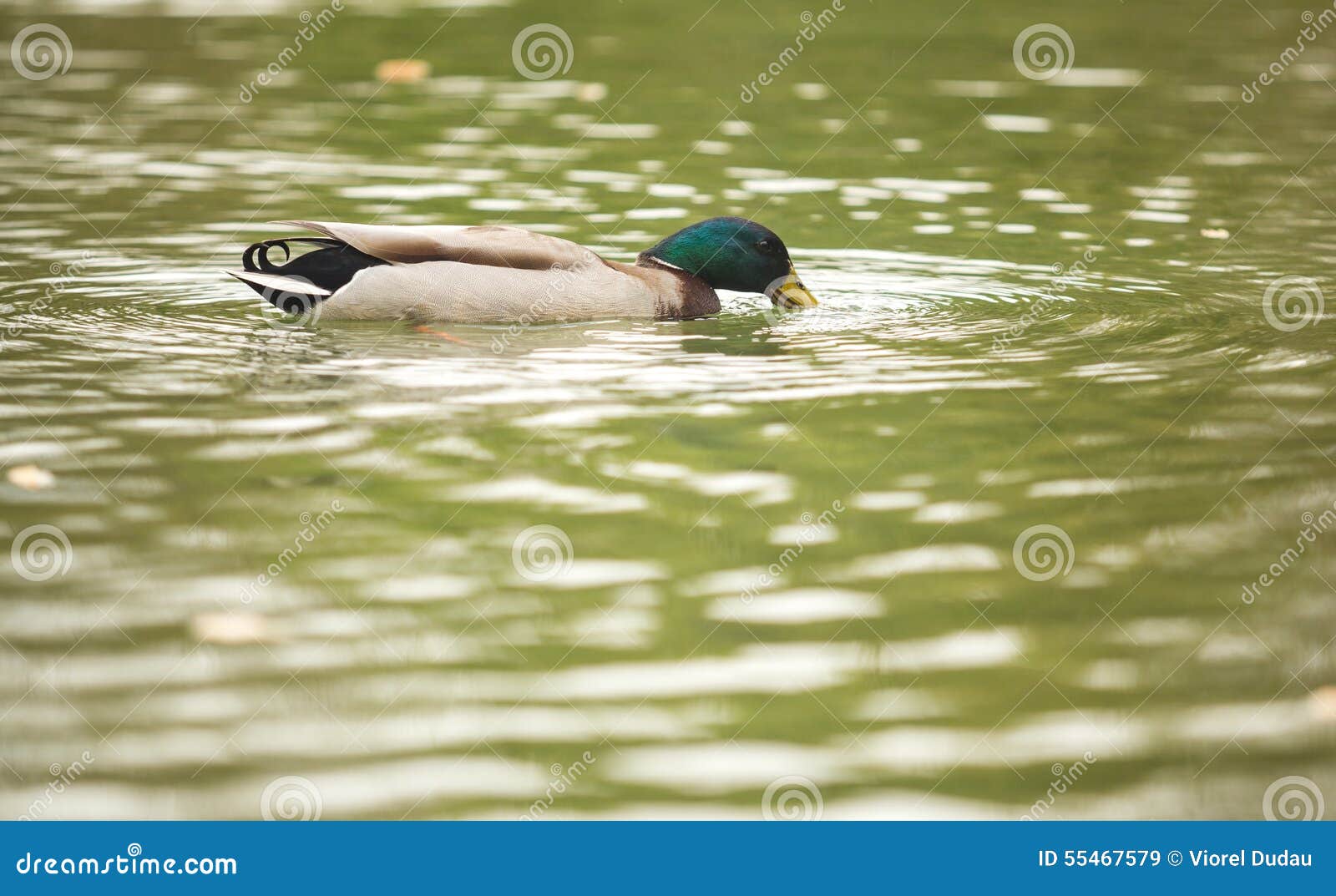 Wild mallard duck stock image. Image of outdoors, swimming - 55467579