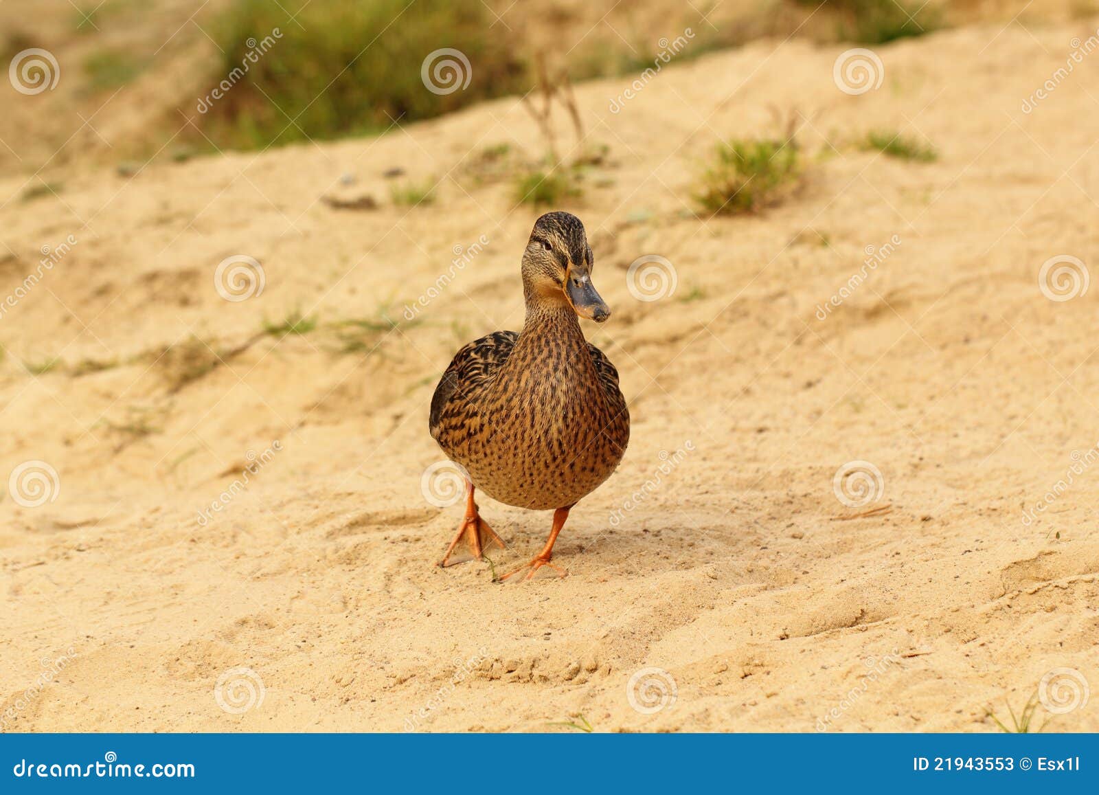 Wild mallard duck on sand stock image. Image of head - 21943553