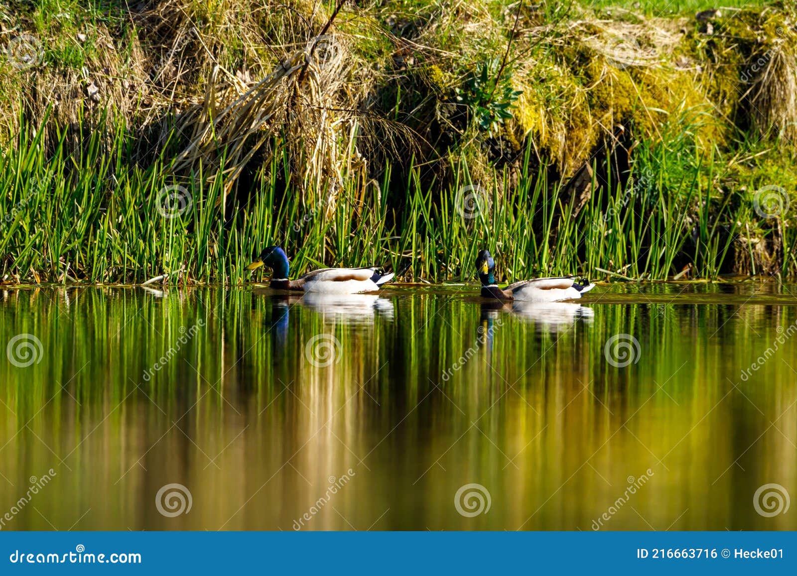 Mallards on a lake stock photo. Image of waterfowl, bird - 216663716