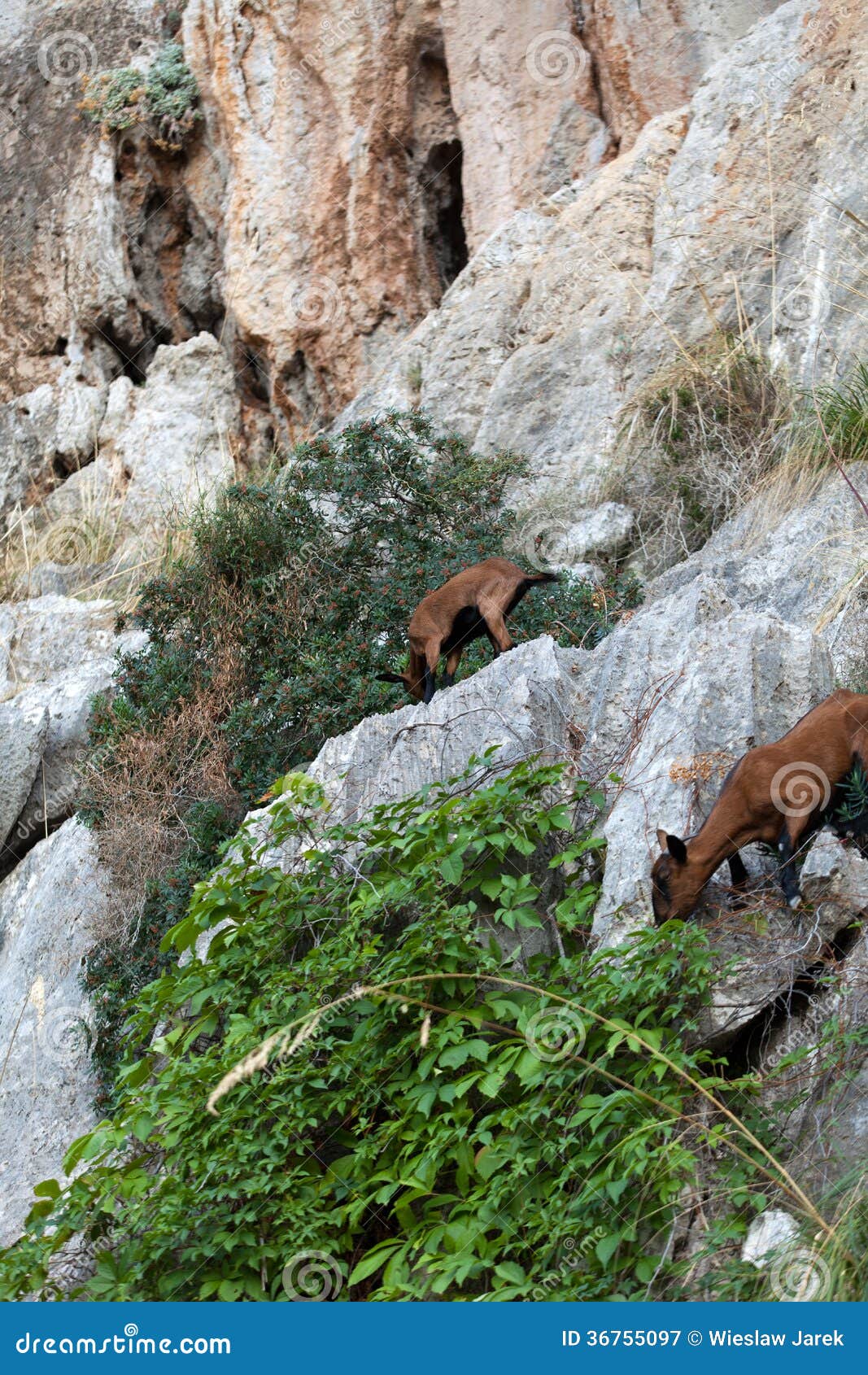 The Wild Mallorcan Goat in Sa Calobra Bay in Majorca Stock Image ...