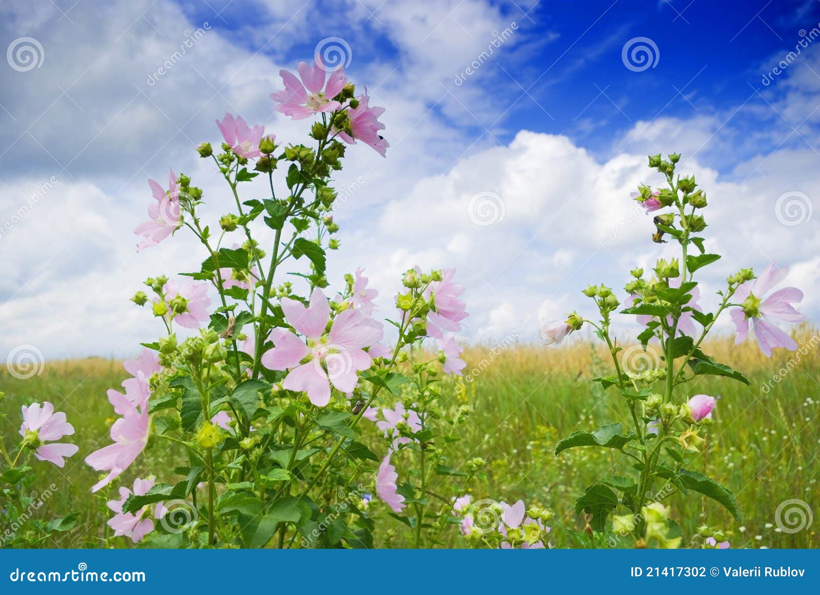 Wild mallow stock photo. Image of floral, garden, biodiversity - 21417302