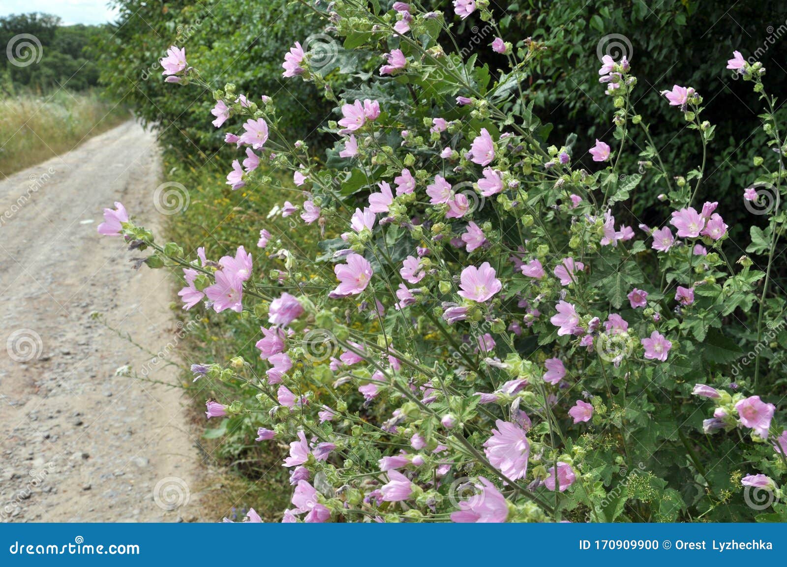 In the wild, mallow blooms stock photo. Image of decorative - 170909900