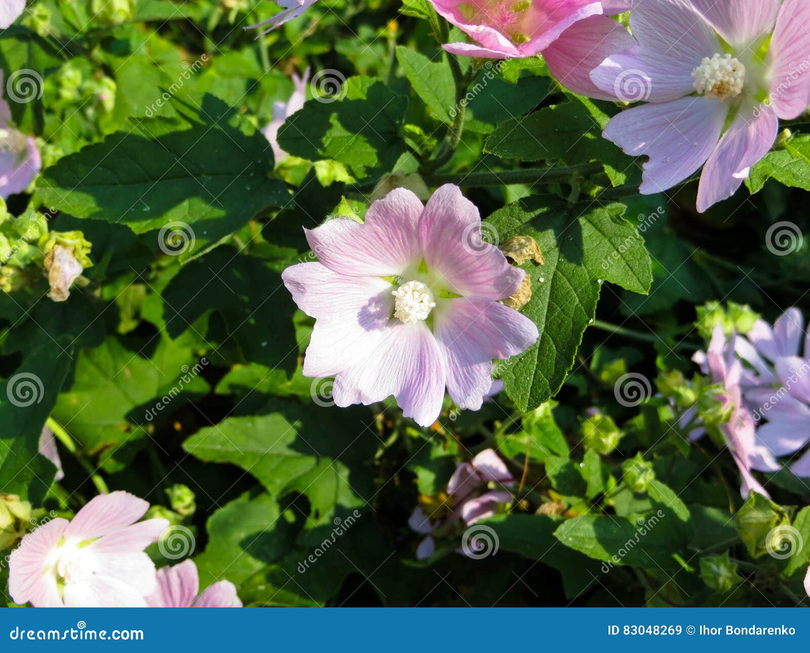 Wild Mallow Flowers Growing on a Meadow Stock Image - Image of meadow ...