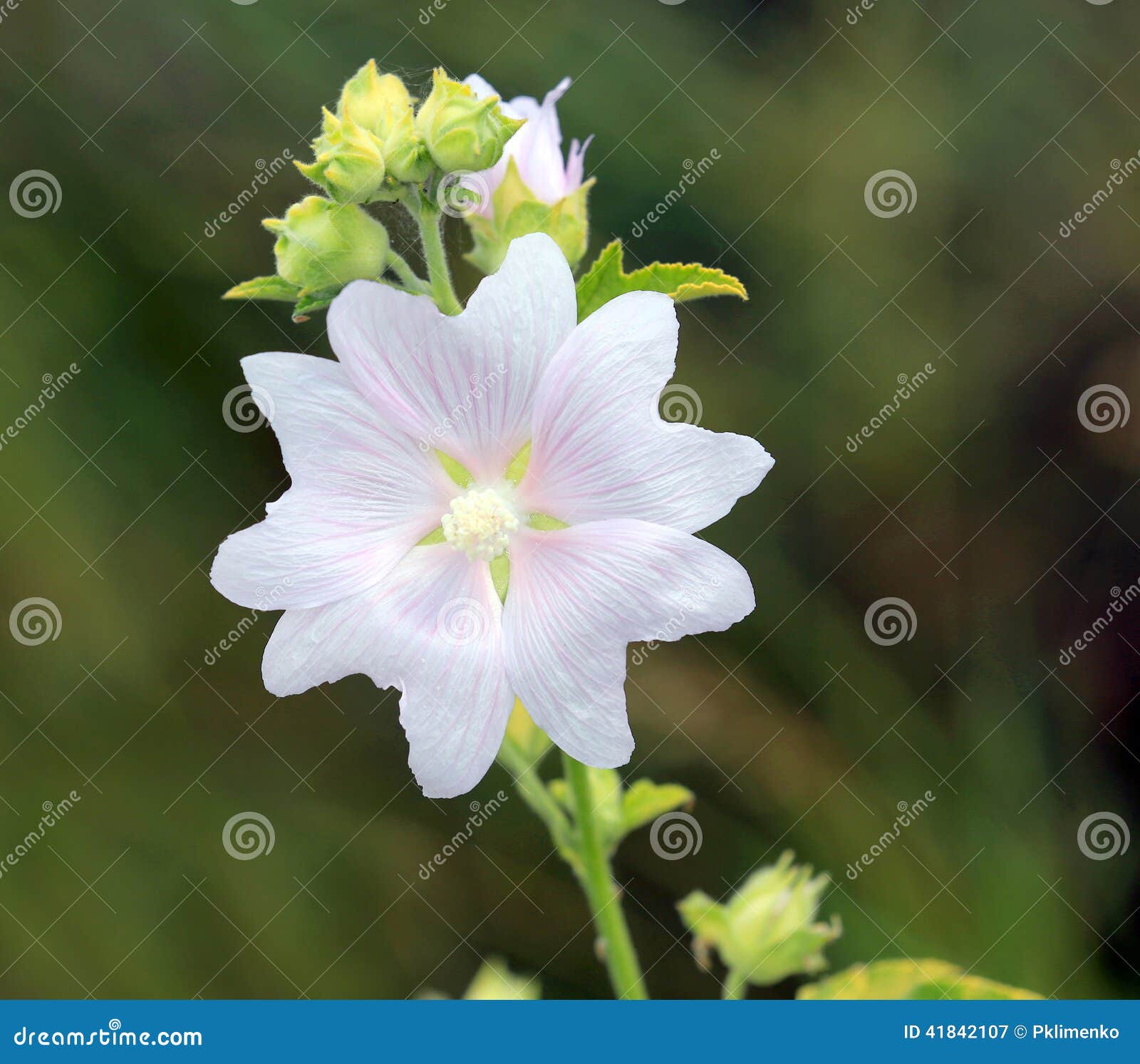 Wild malva flower stock image. Image of bloom, pink, herb - 41842107