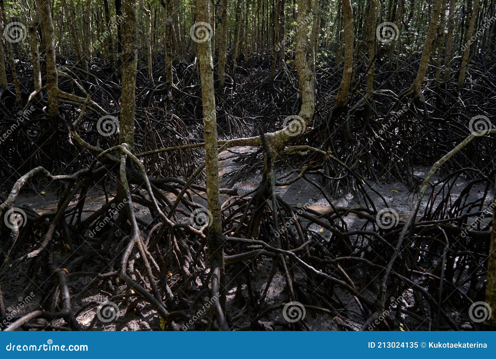 Wild Mangrove Forest. Mangrove Trees Stock Image - Image of landscape ...