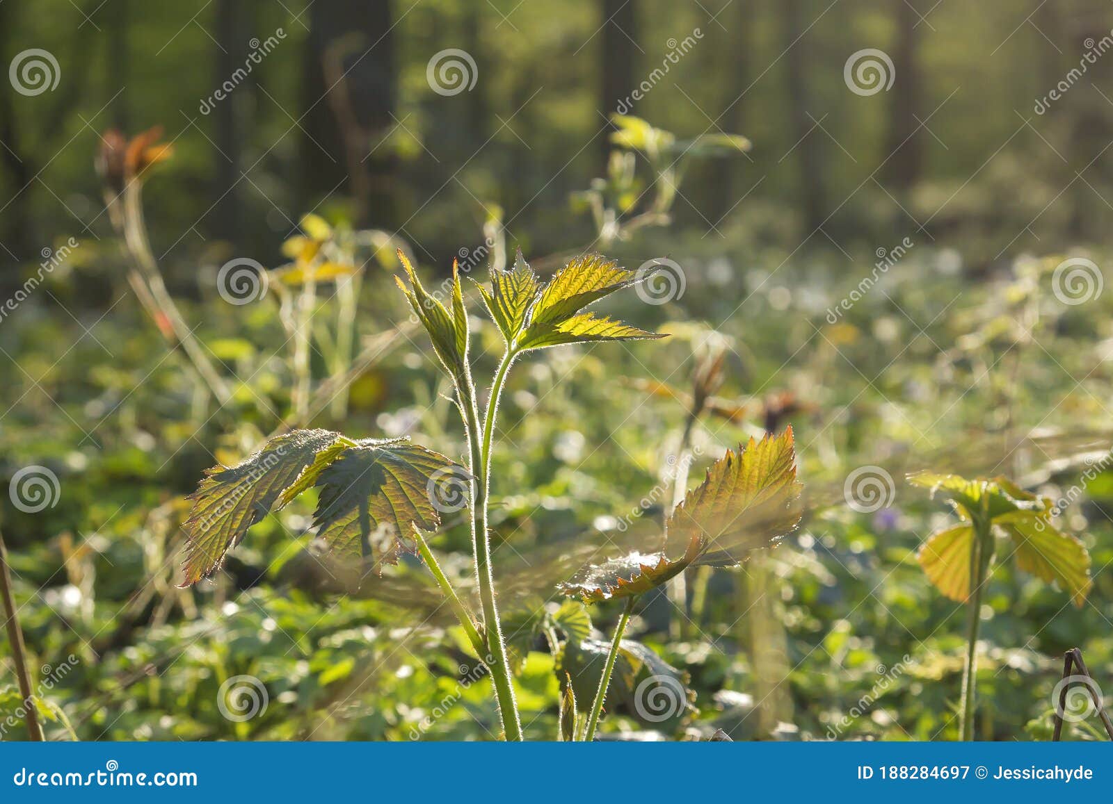 Wild Maple Tree Sprout in the Forest Stock Image - Image of plant, copy ...