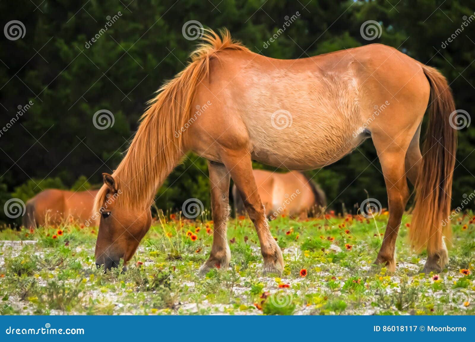 Wild Mare stock image. Image of carolina, banker, head - 86018117