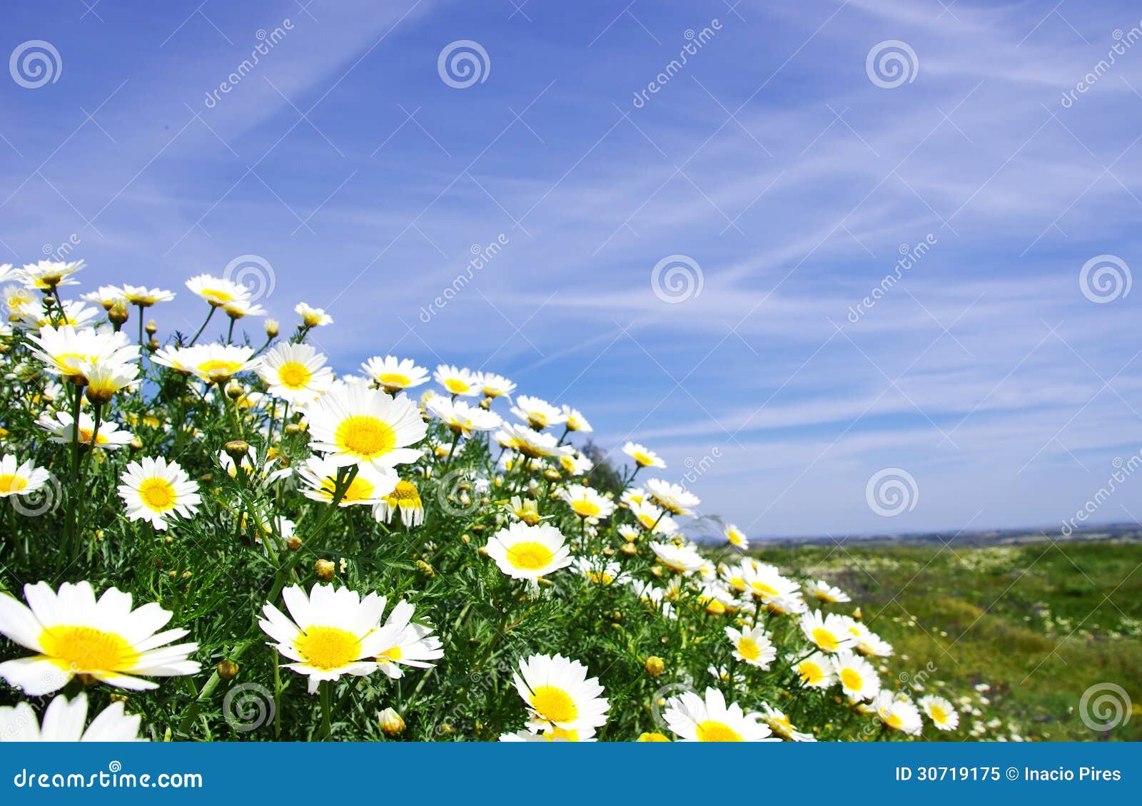 Wild margarites and sky. stock image. Image of floral - 30719175