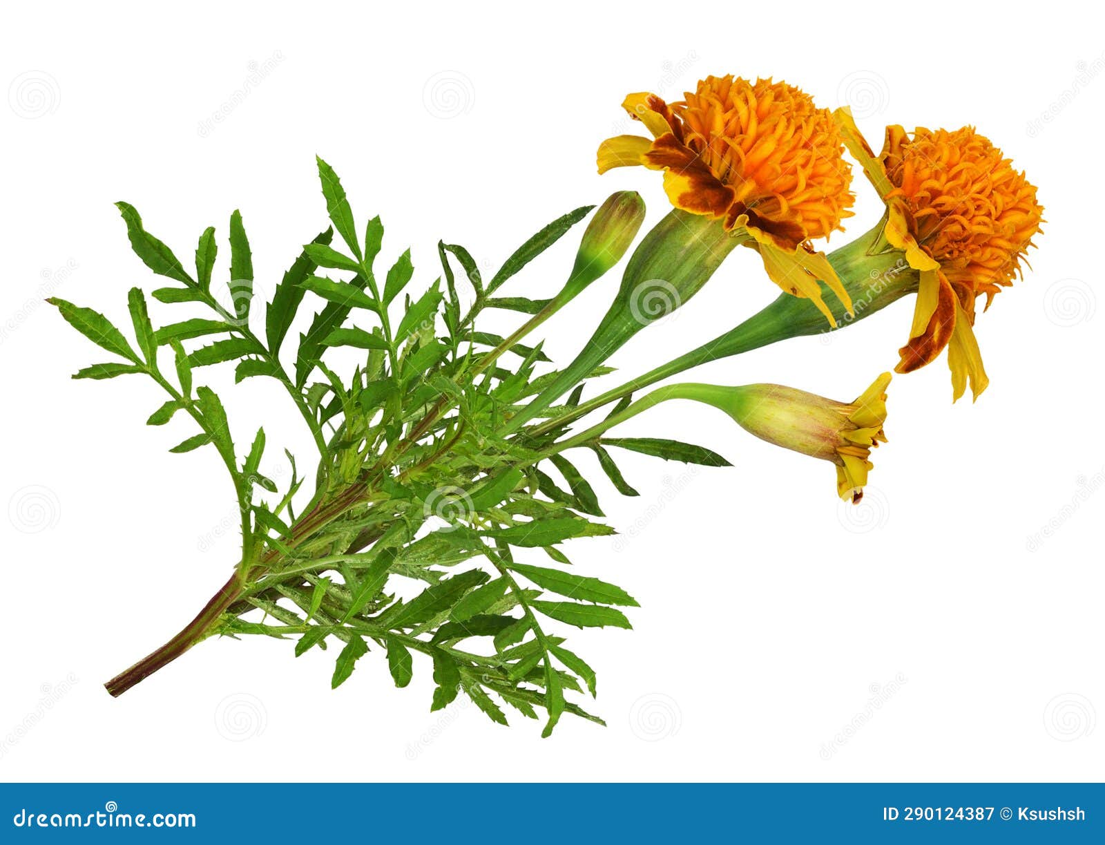 Wild Marigold Flowers and Bud Isolated Stock Image - Image of marigold ...