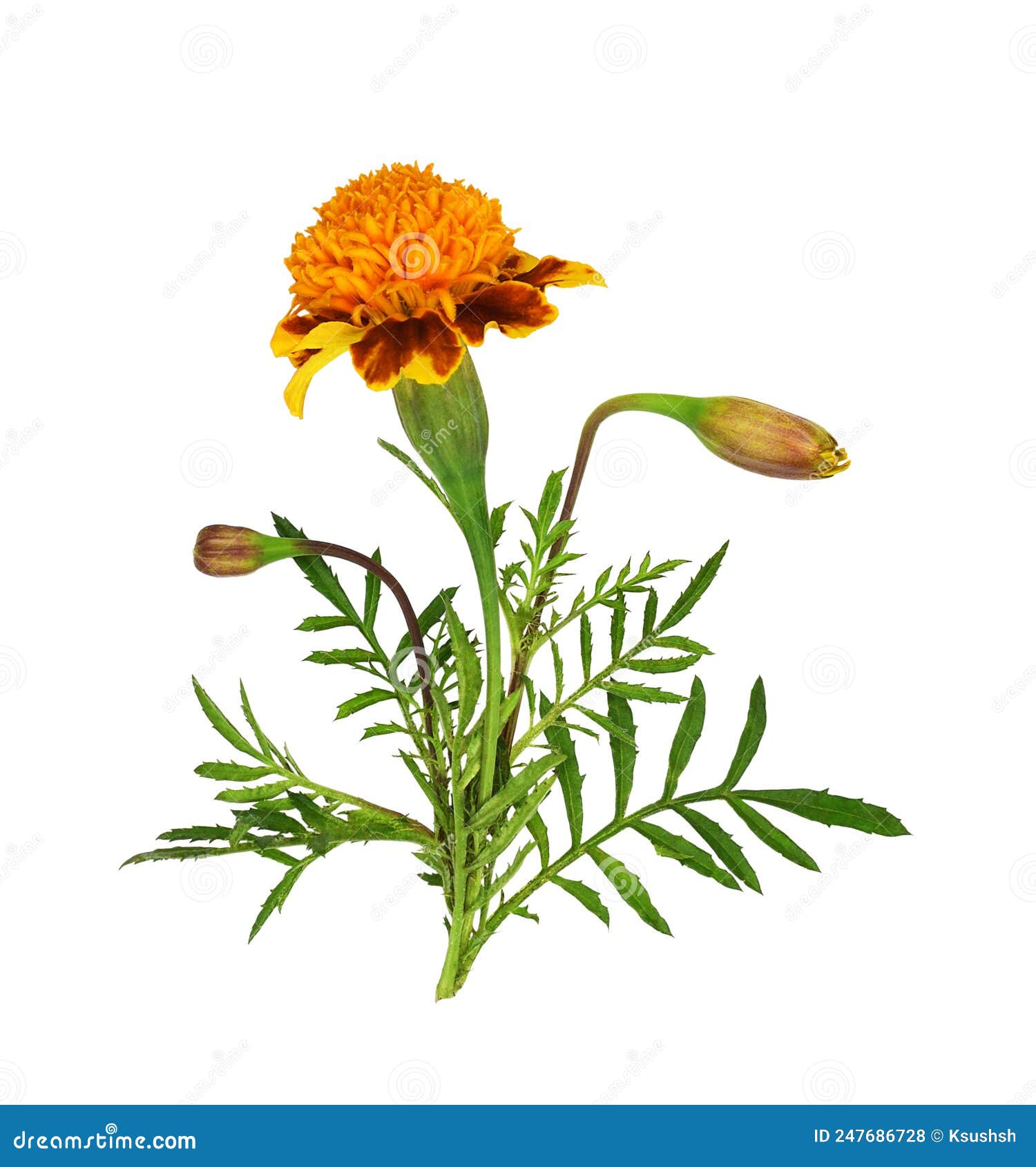 Wild Marigold Flowers, Bud and Leaves Isolated Stock Photo - Image of ...