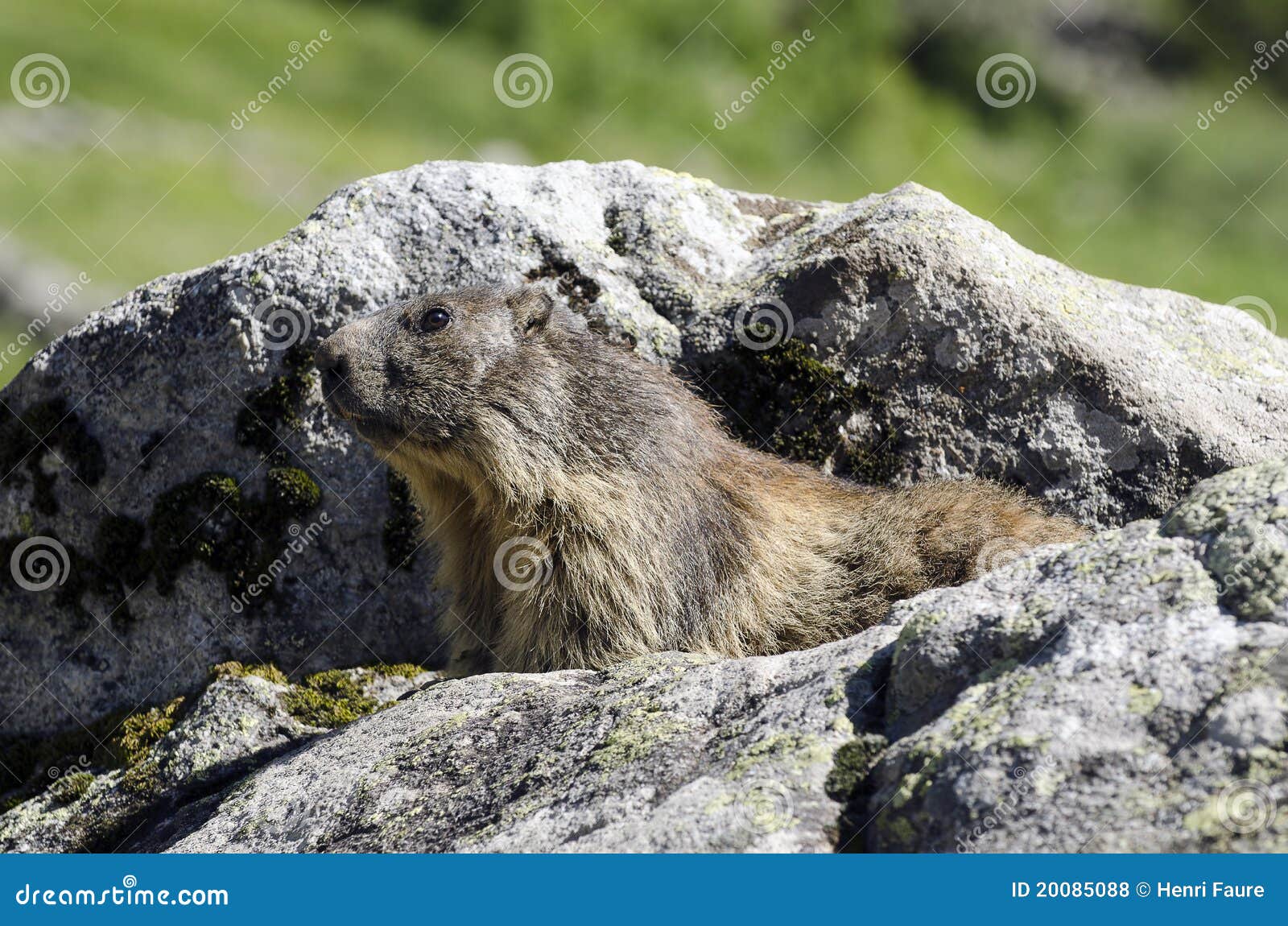 Wild marmot stock photo. Image of alps, animal, wild - 20085088