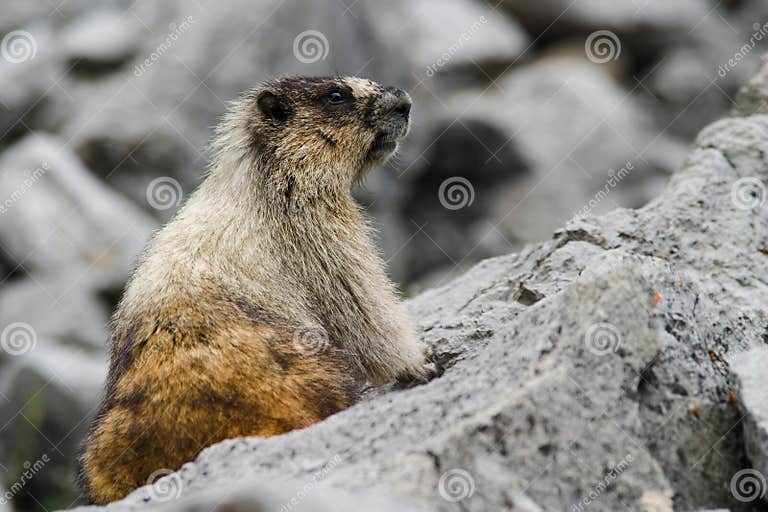 Wild marmot on rocks stock photo. Image of marmot, mammal - 13683634