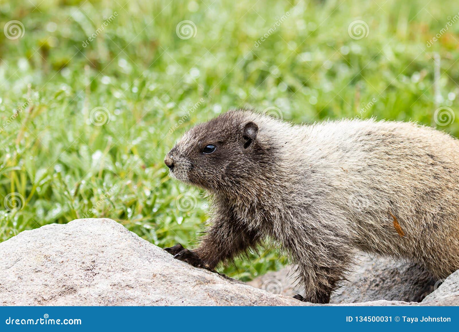 Wild Marmot Walking Over Rocks in Meadow Stock Image - Image of ...