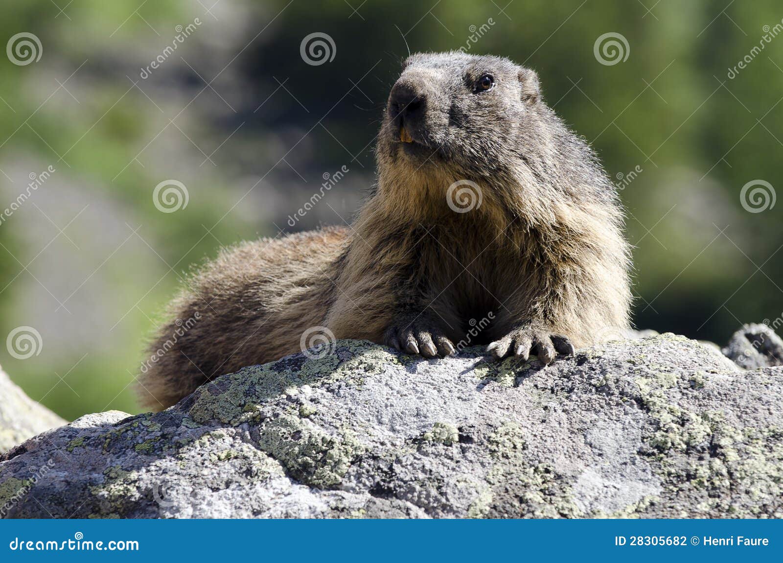 Wild marmotte stock photo. Image of wild, ecrins, marmotte - 28305682