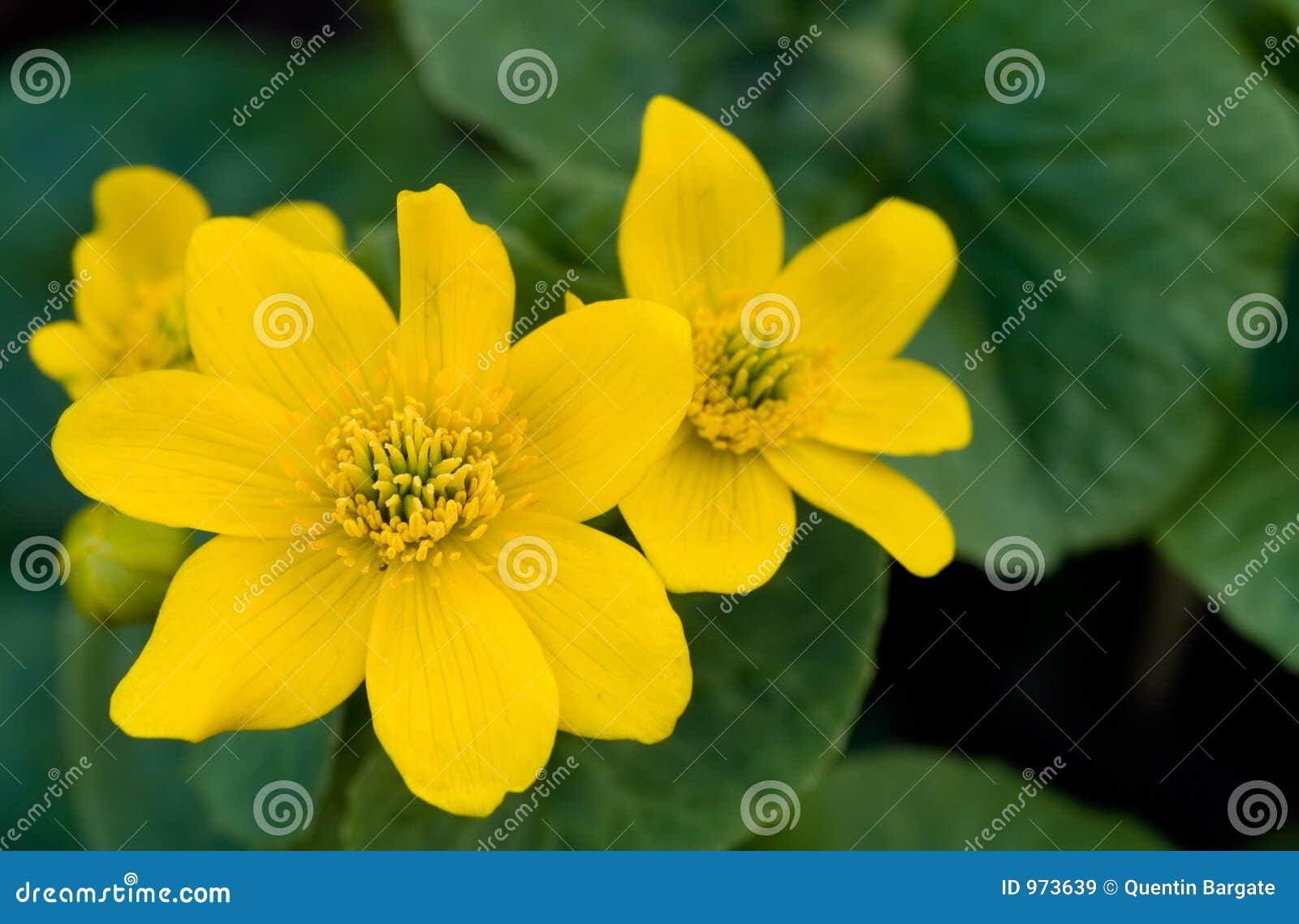 Wild Marsh Marigold Flowers in the Spring Stock Image - Image of ...