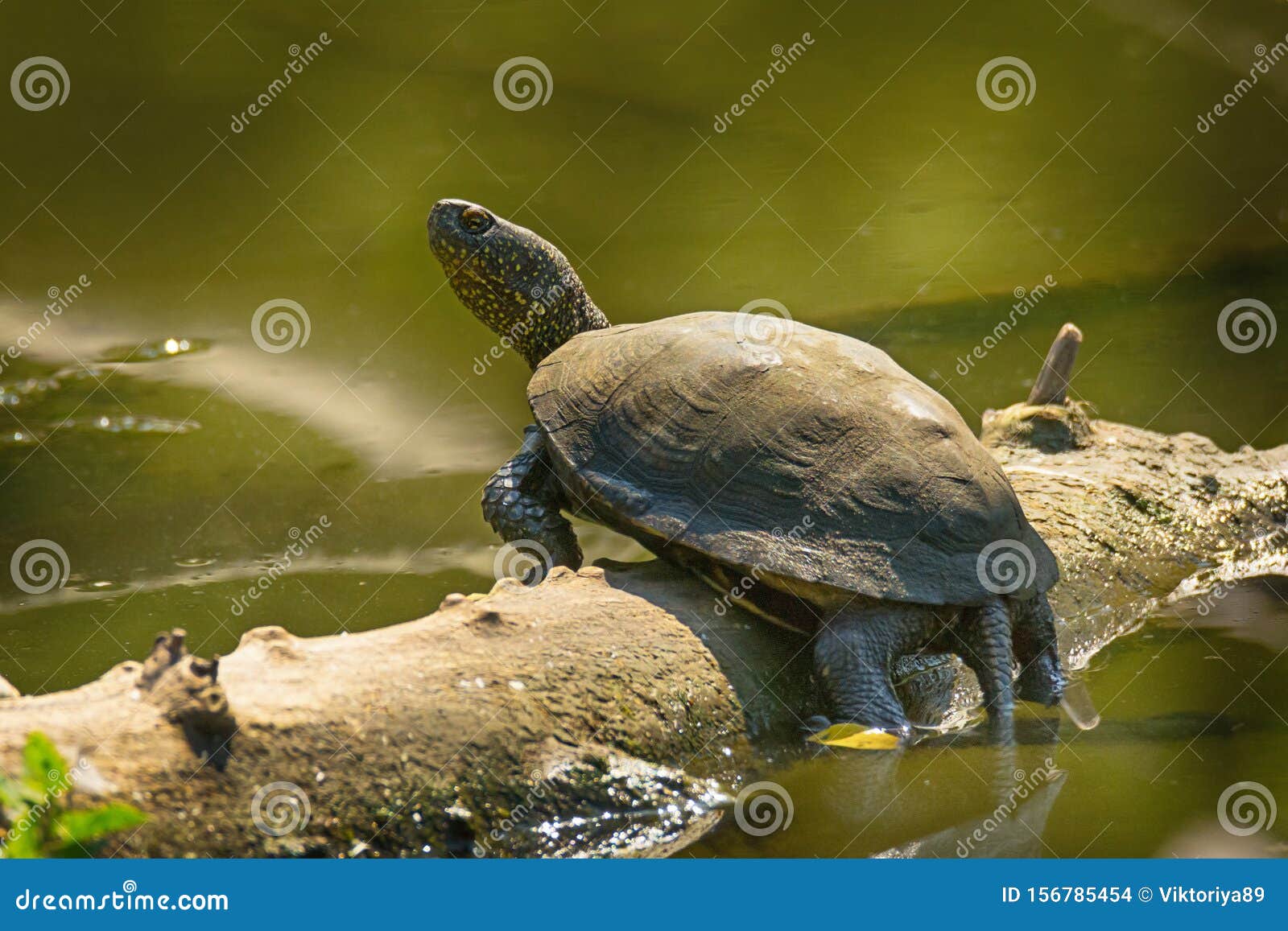 Wild Marsh Turtle in the Pond Stock Photo - Image of landscape, shell ...
