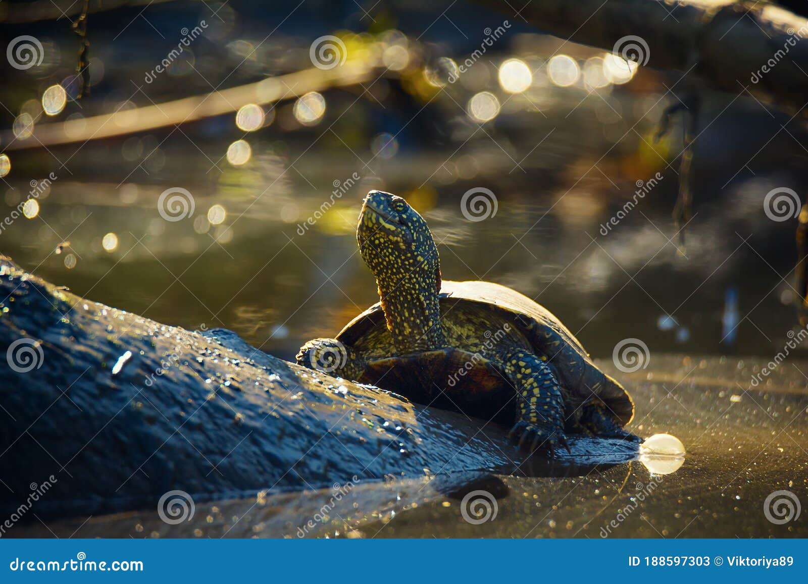 Wild Marsh Turtle in the Pond Stock Image - Image of painted, brown ...