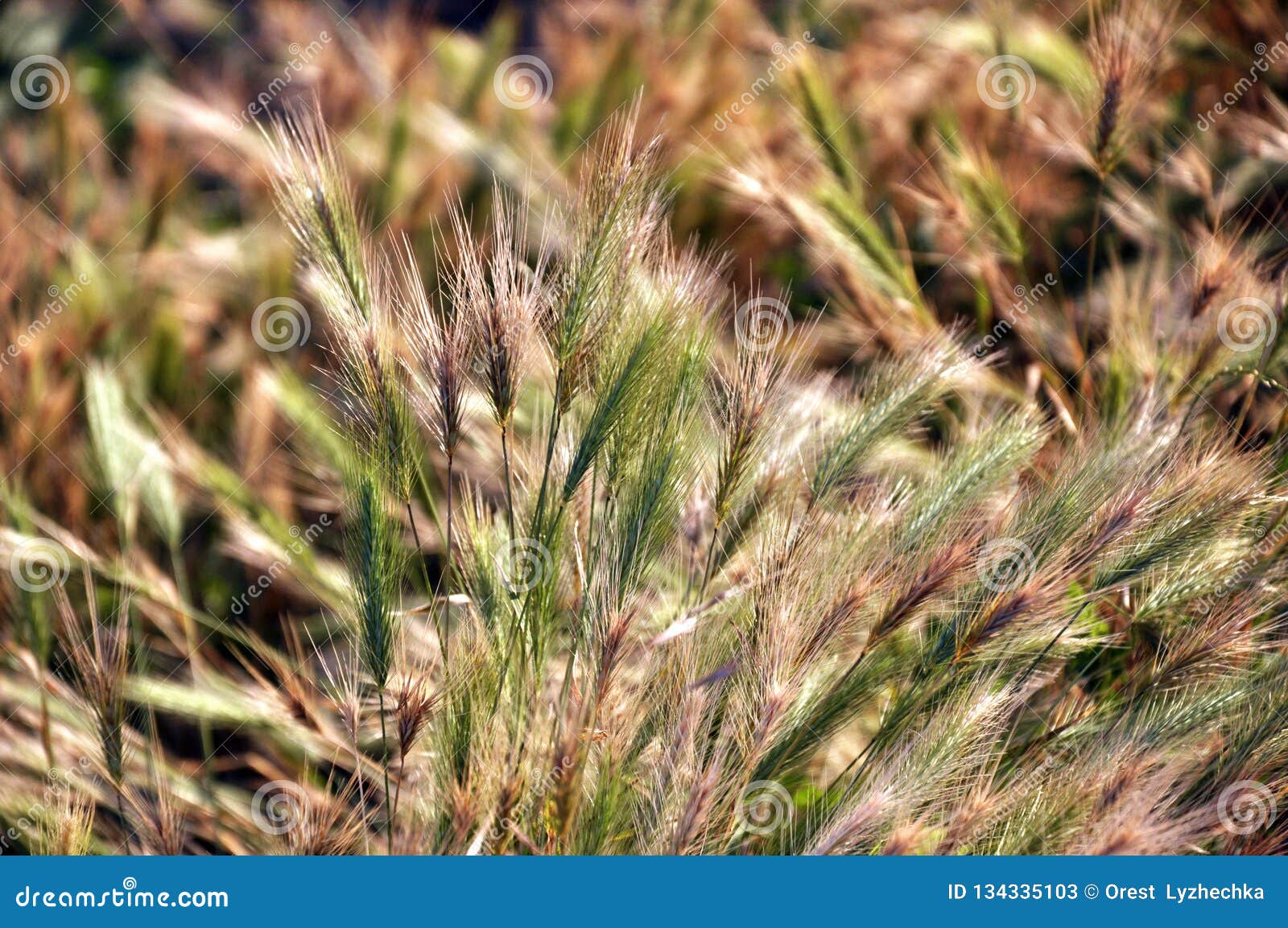 In the Meadow, Barley Grows Wild Stock Image - Image of hordeum ...