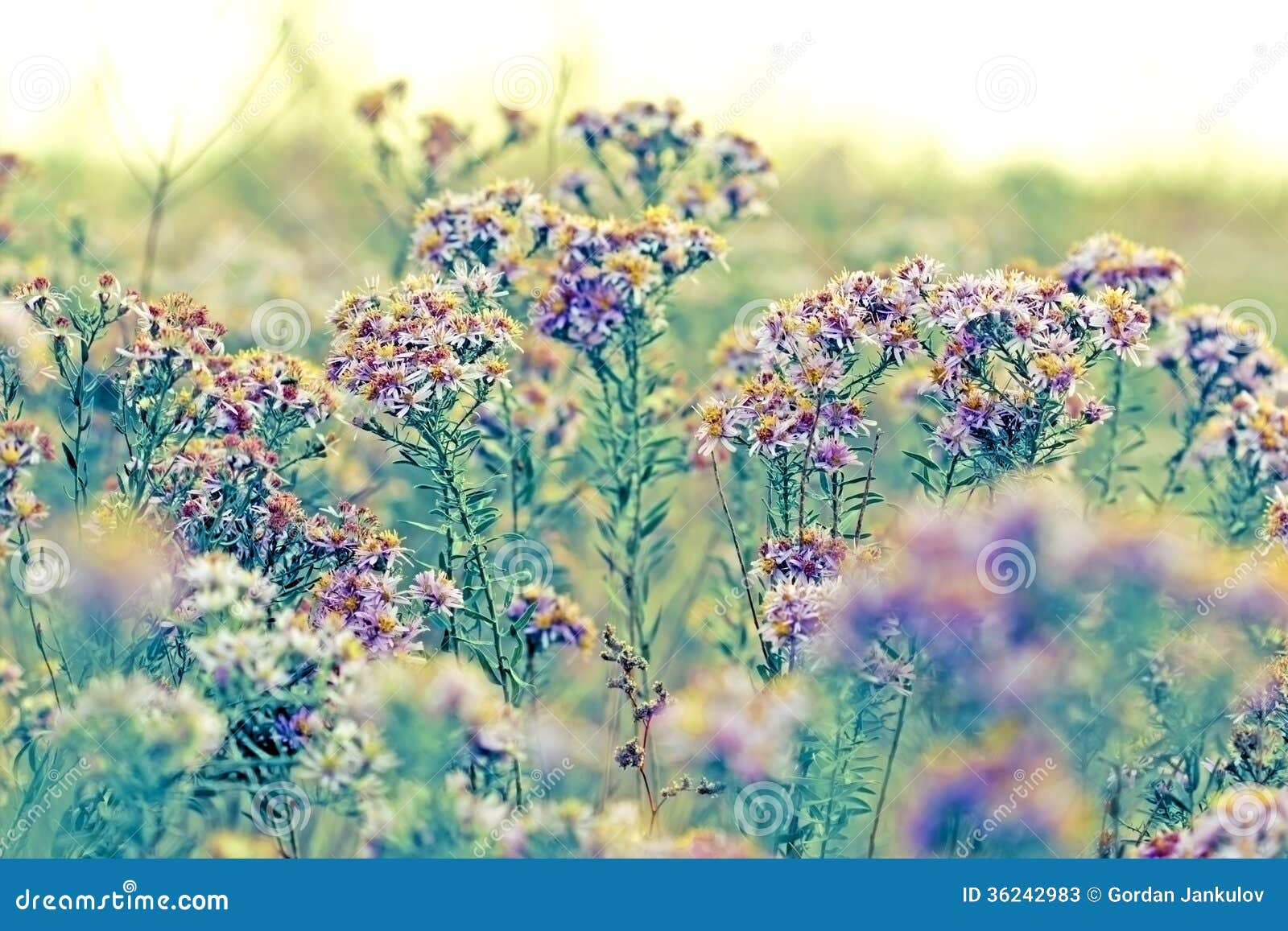 Wild meadow flowers stock image. Image of grass, botany - 36242983
