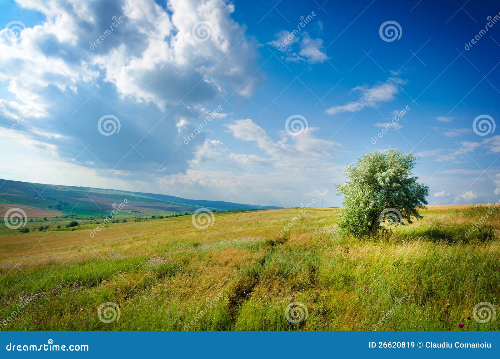 Wild Meadow Landscape stock image. Image of meadow, landscape - 26620819