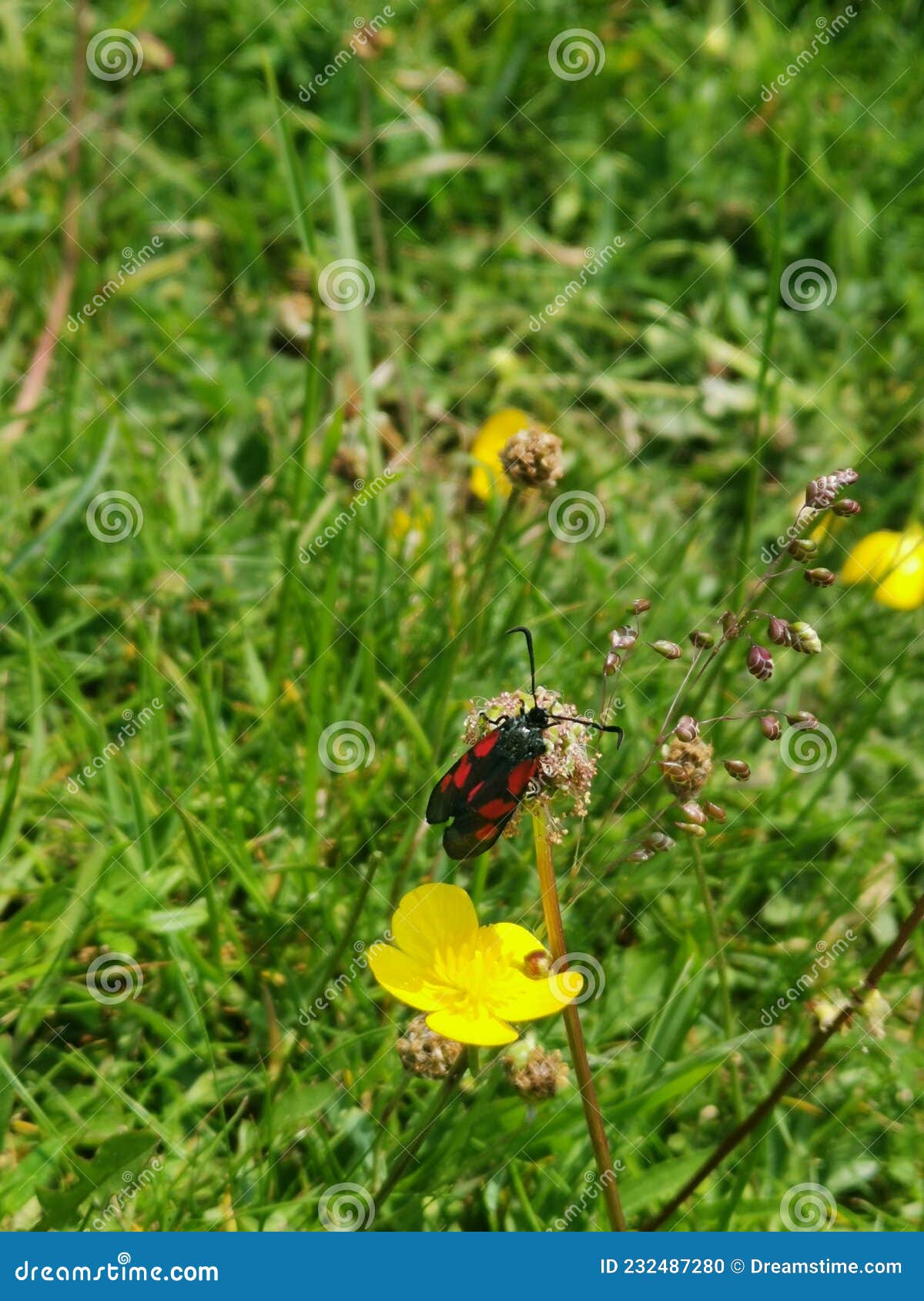 Wild meadow life stock photo. Image of butterfly, lawn - 232487280