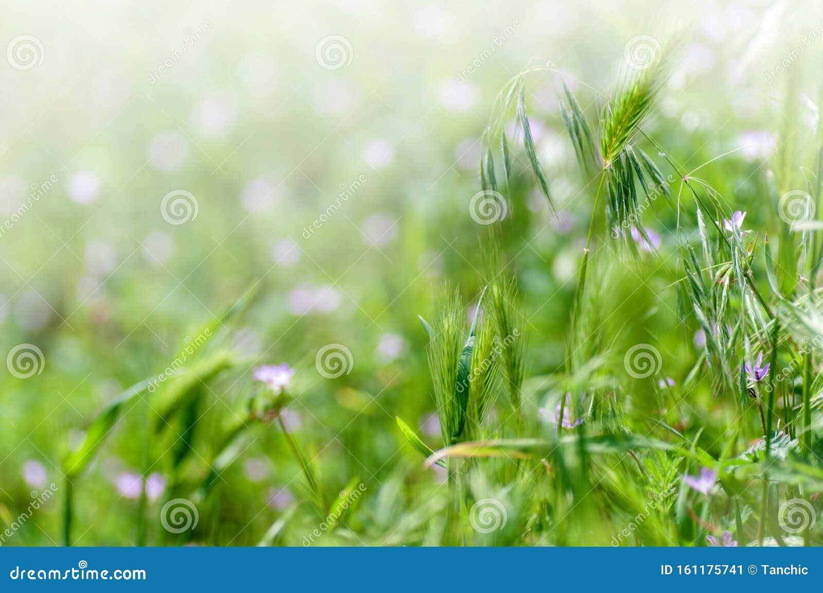 Wild Meadow in Spring, Grass Closeup Stock Image - Image of natural ...