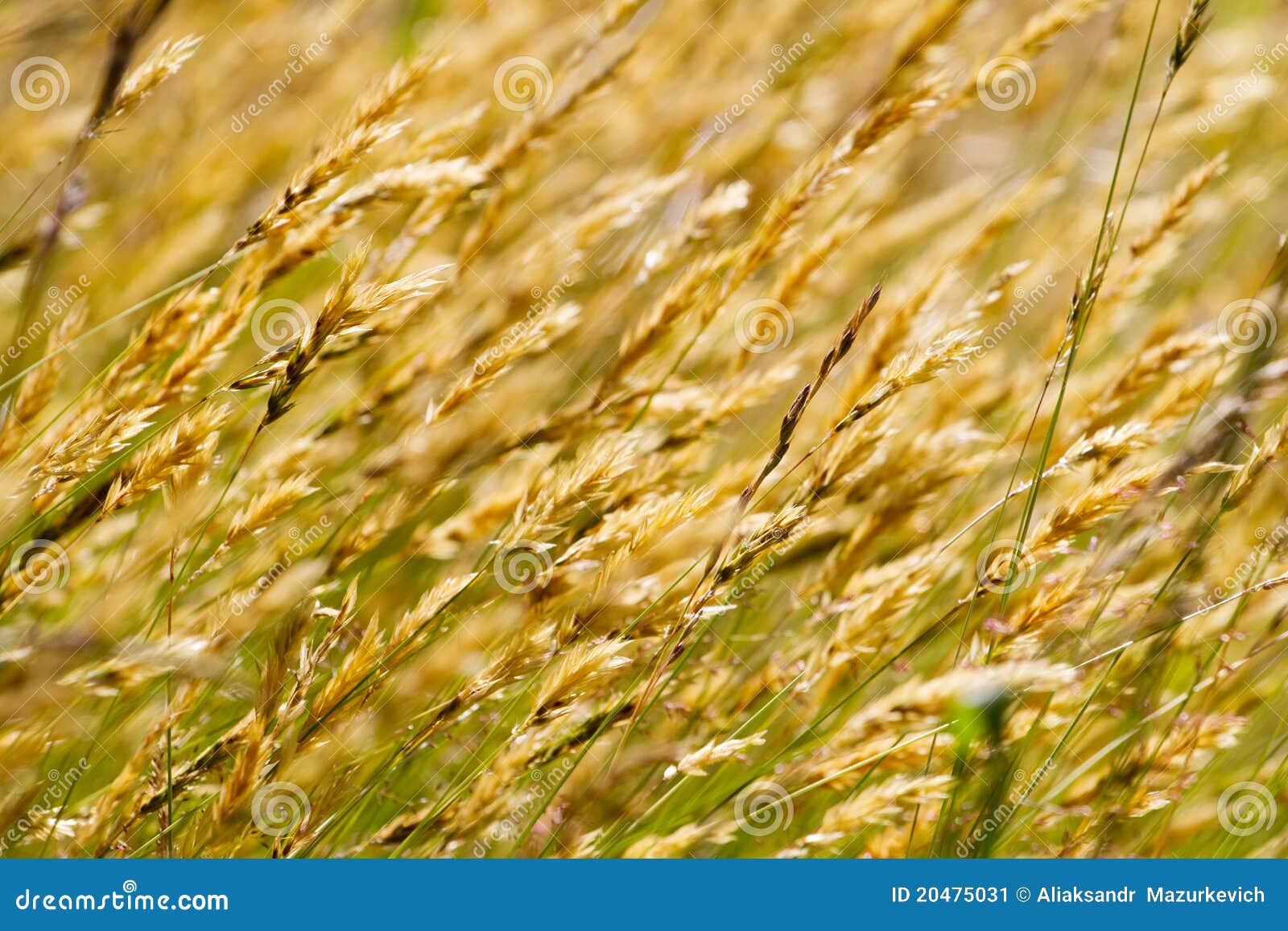 Wild meadow wheat grass stock image. Image of countryside - 20475031