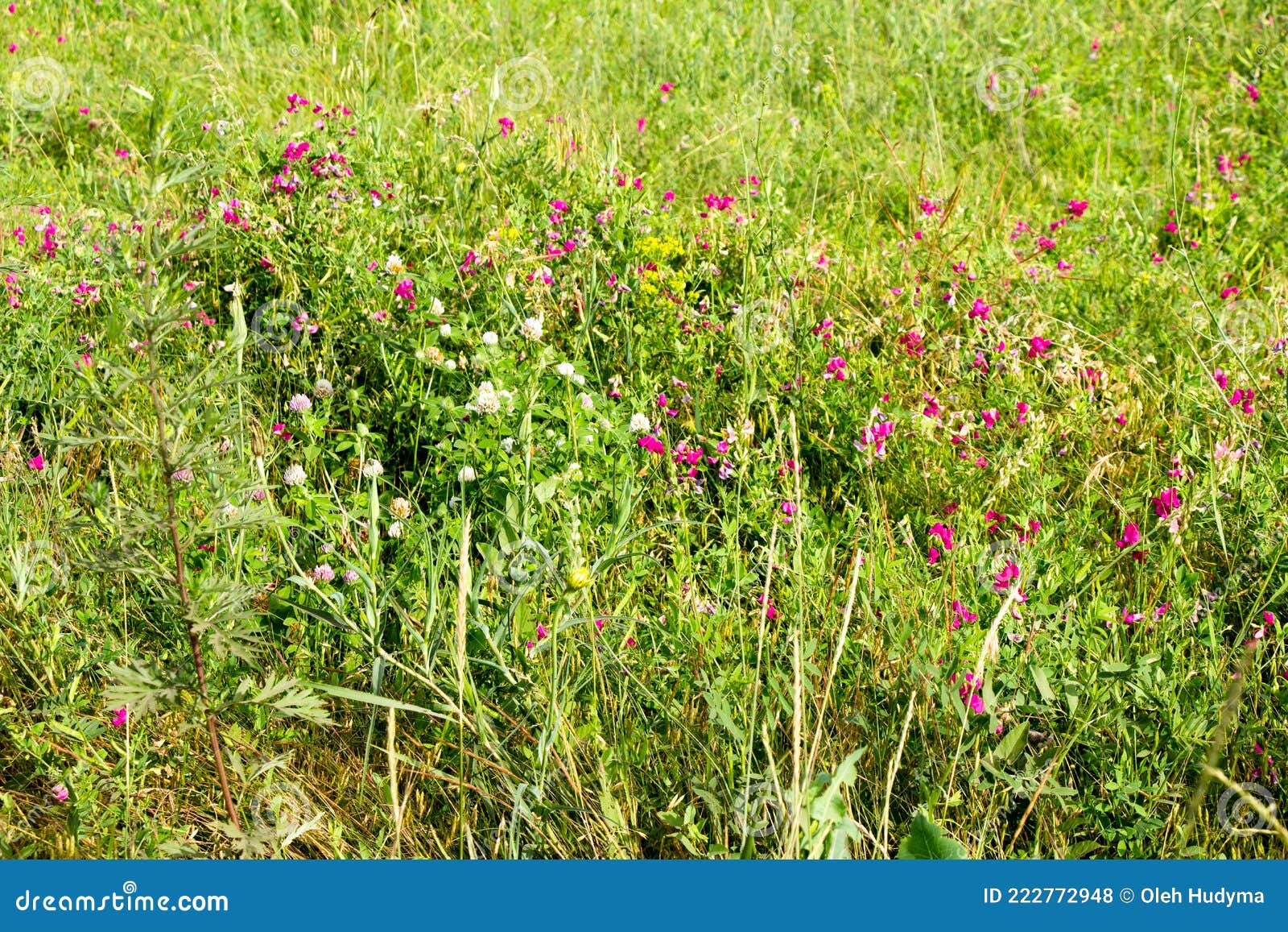 Wild Medicinal Herbs Bloom on a Summer Field Ukraine Stock Photo ...