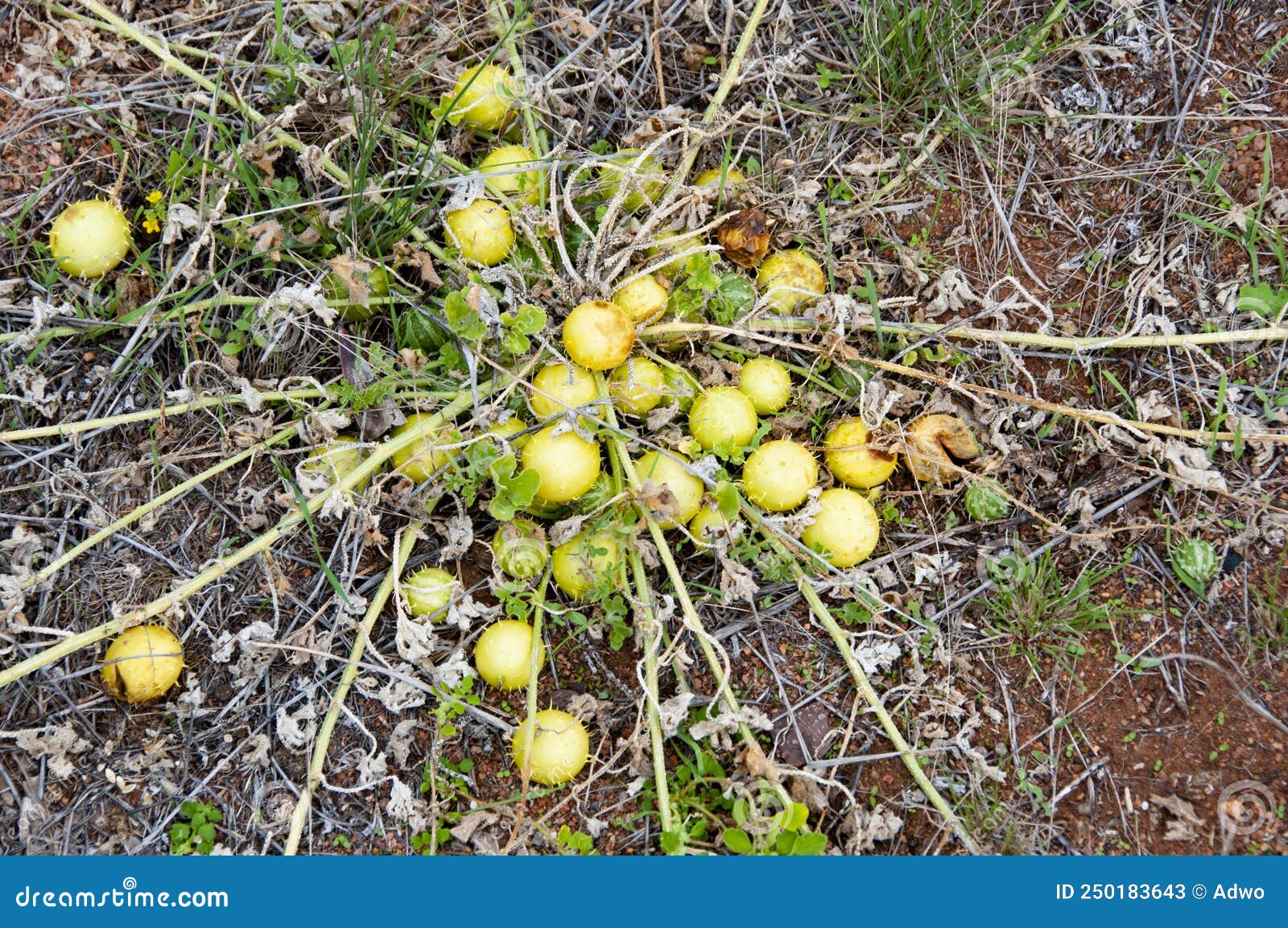 A Wild Melon Lagenaria Sphaerica Fruit Plant Growing, Uganda, Africa ...