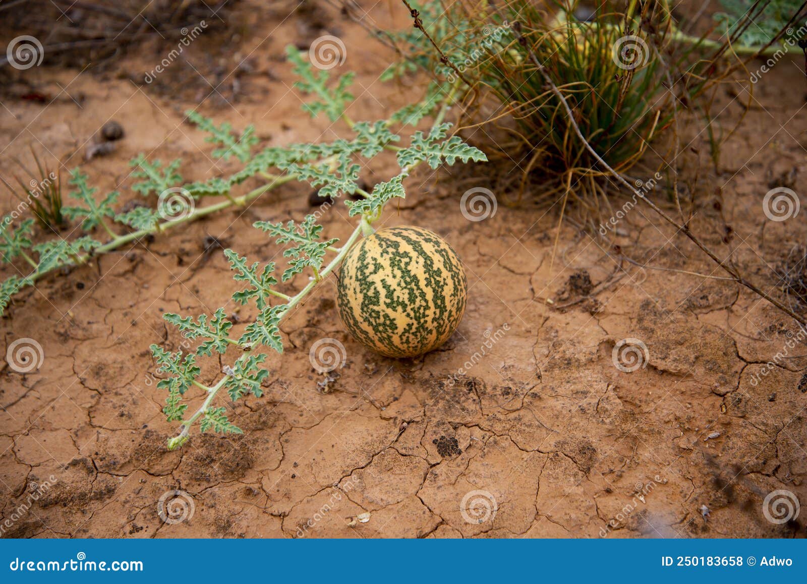 Wild Melon stock photo. Image of myriocarpus, nature - 250183658