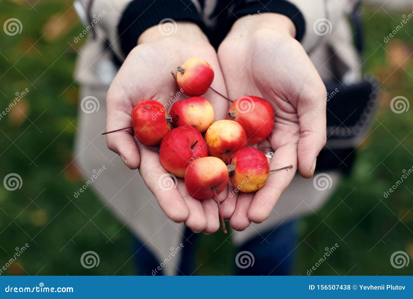 Wild Mini Apples in the Hands of a Girl Stock Photo - Image of orchard ...