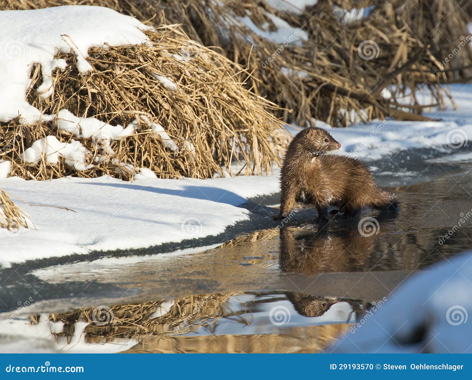 Wild Mink stock photo. Image of mink, stream, mammal - 29193570
