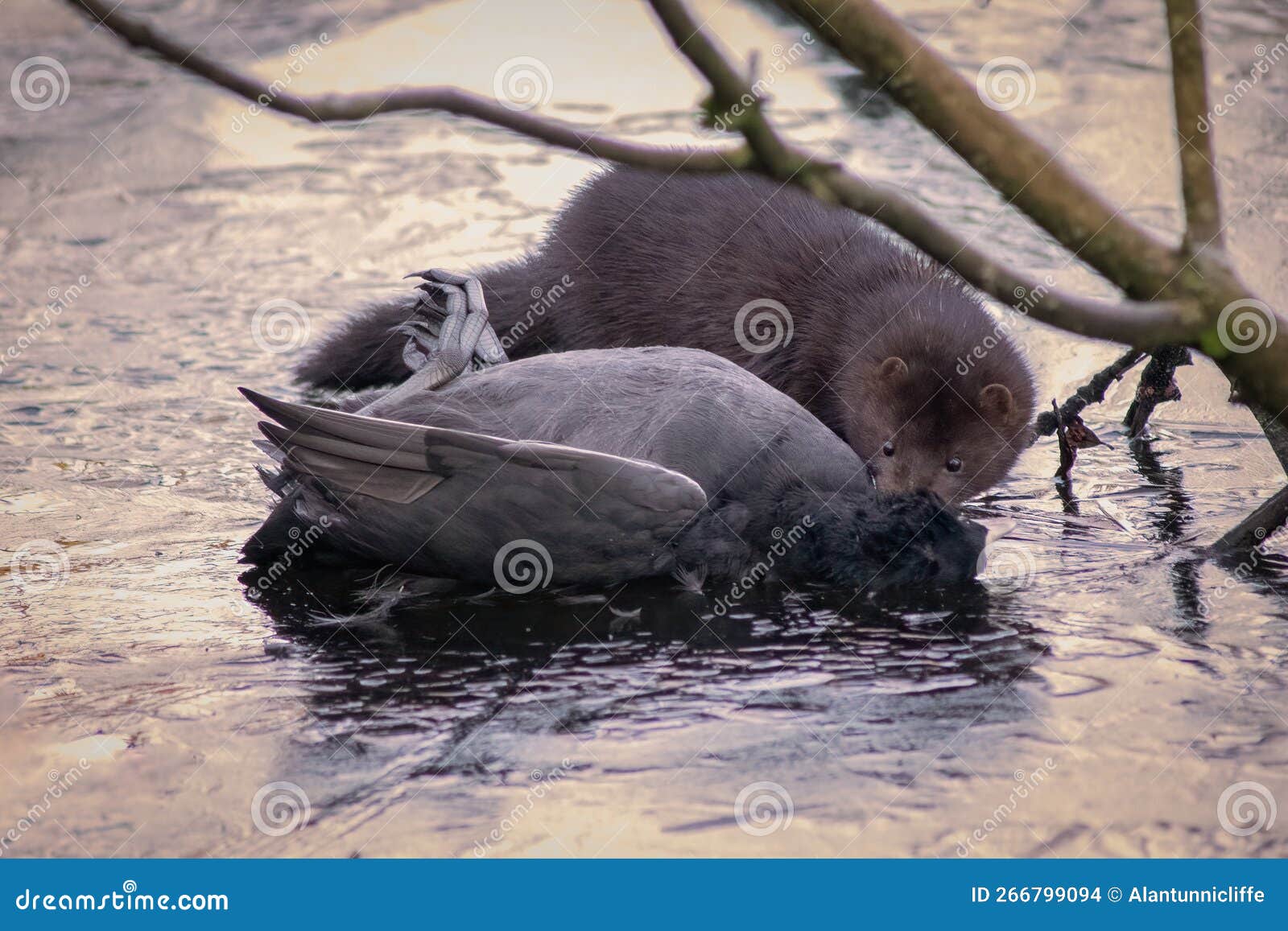 A wild mink with its prey stock photo. Image of catch - 266799094