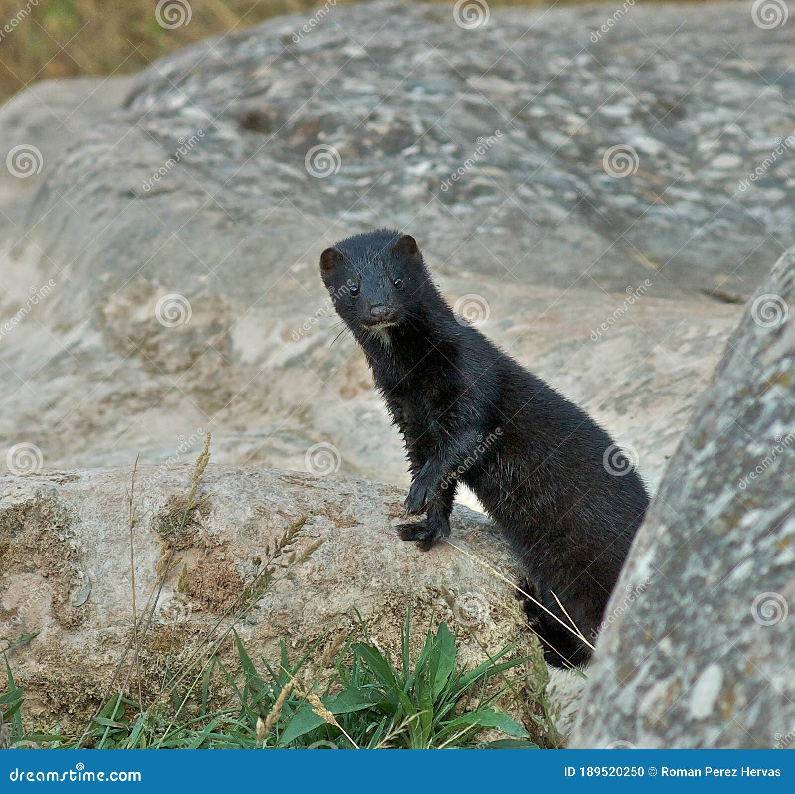 Wild Mink Looking at Camera Stock Photo - Image of hair, eyes: 189520250