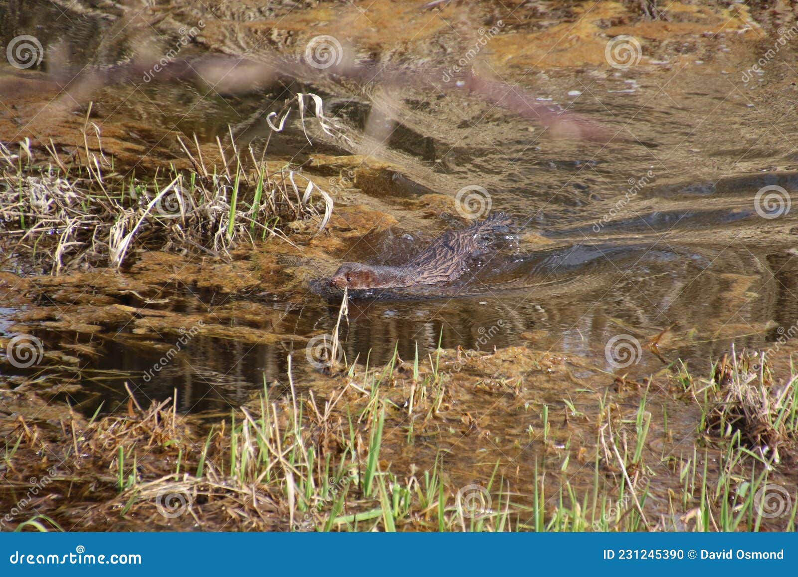 A wild mink swimming stock photo. Image of grass, environment - 231245390