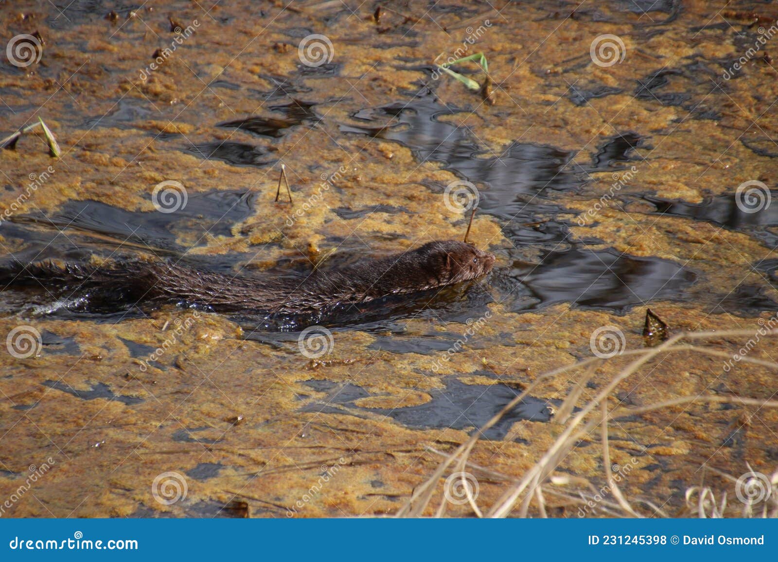 A wild mink swimming stock photo. Image of mink, wild - 231245398