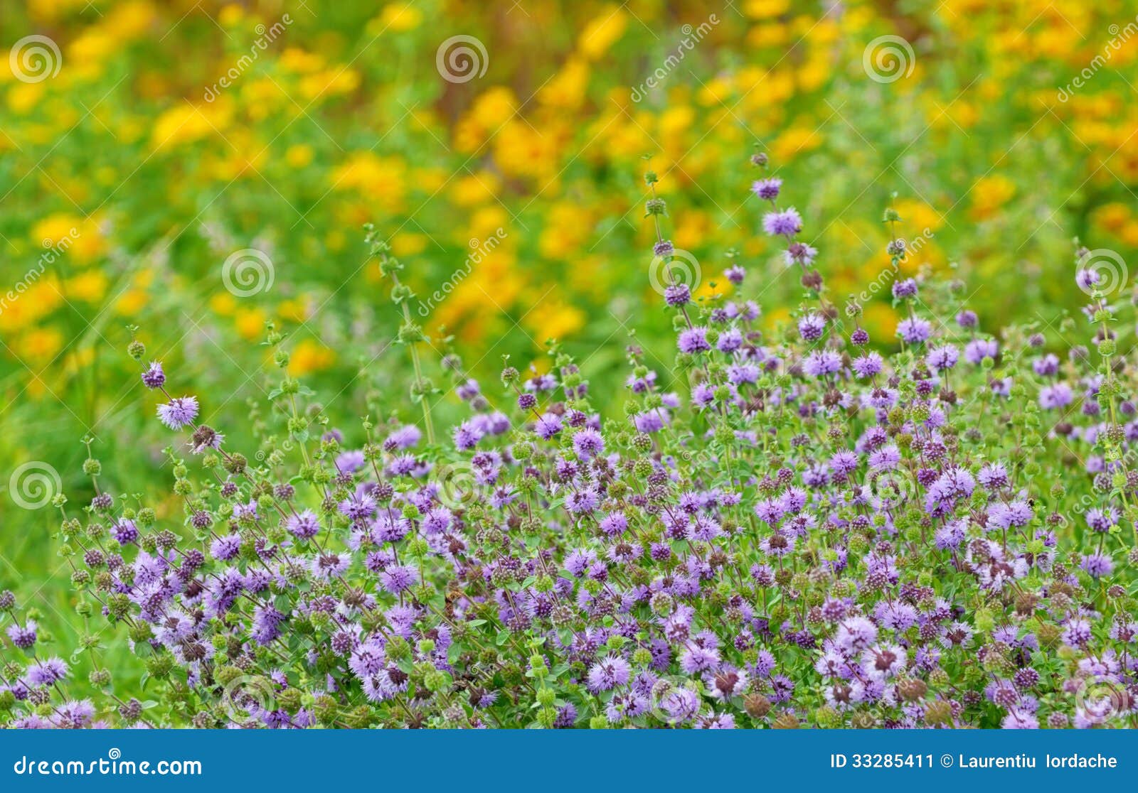 Wild mint stock image. Image of floral, garden, field - 33285411
