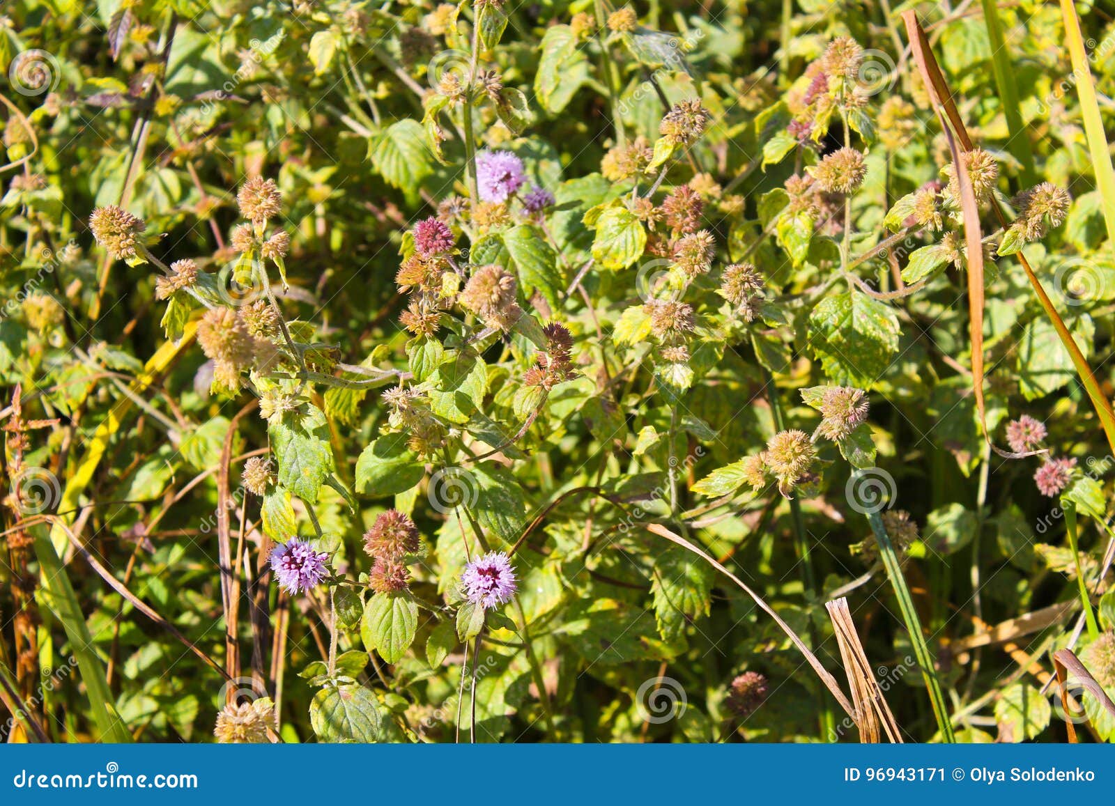 Labiate Mentha Aquatica Violet Royalty-Free Stock Photo | CartoonDealer ...