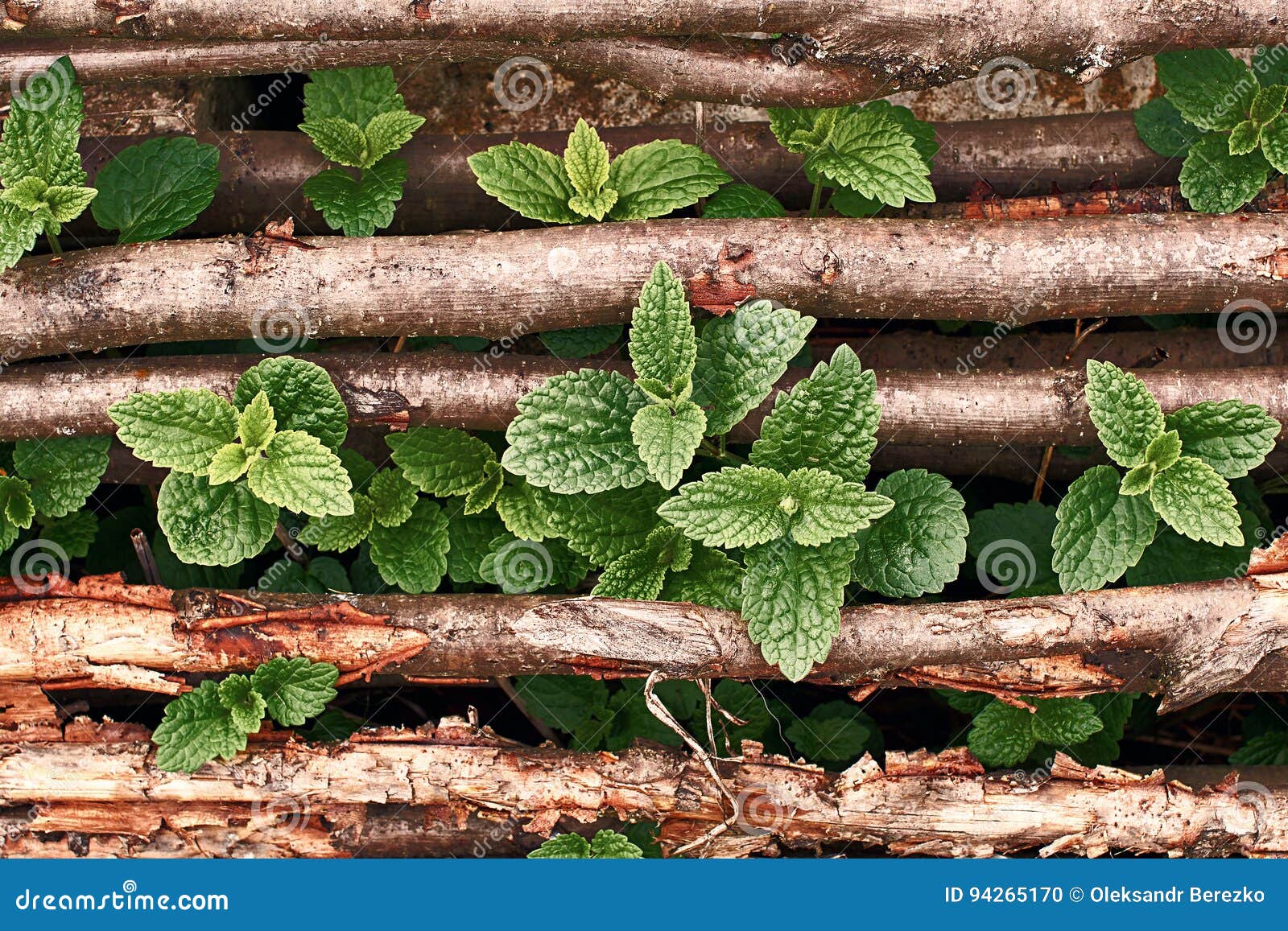 Hazel Sticks Royalty-Free Stock Photography | CartoonDealer.com #871667