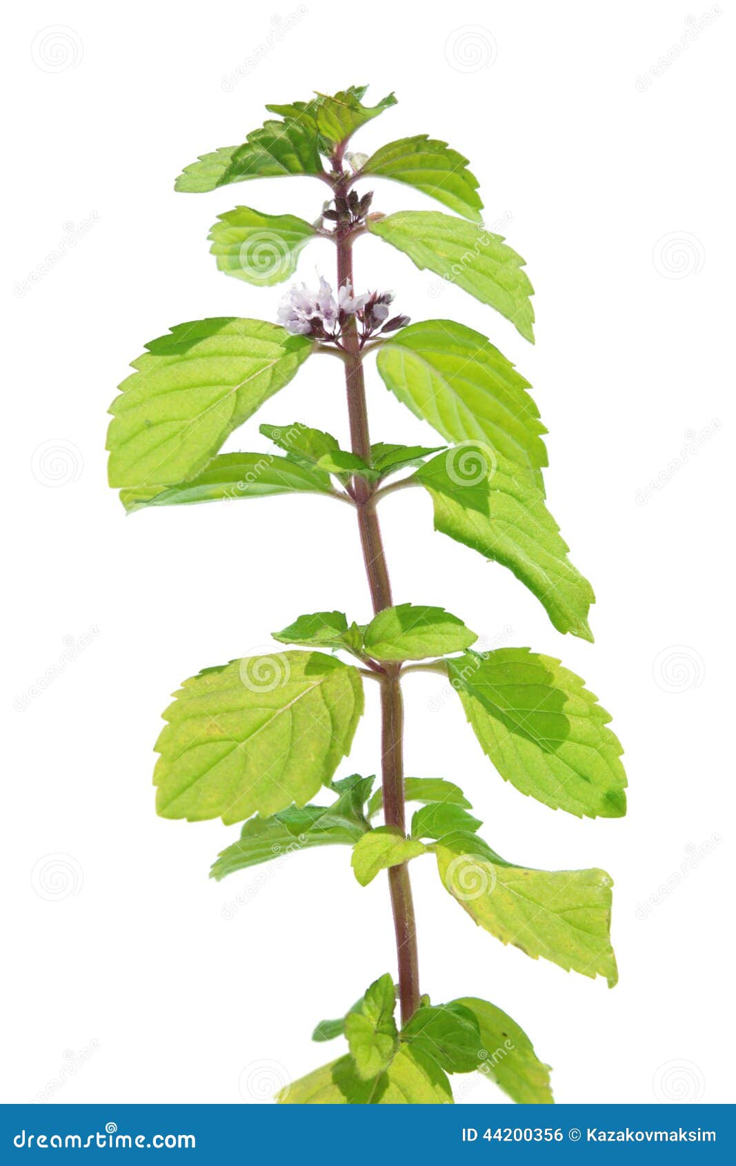 Wild Mint North West