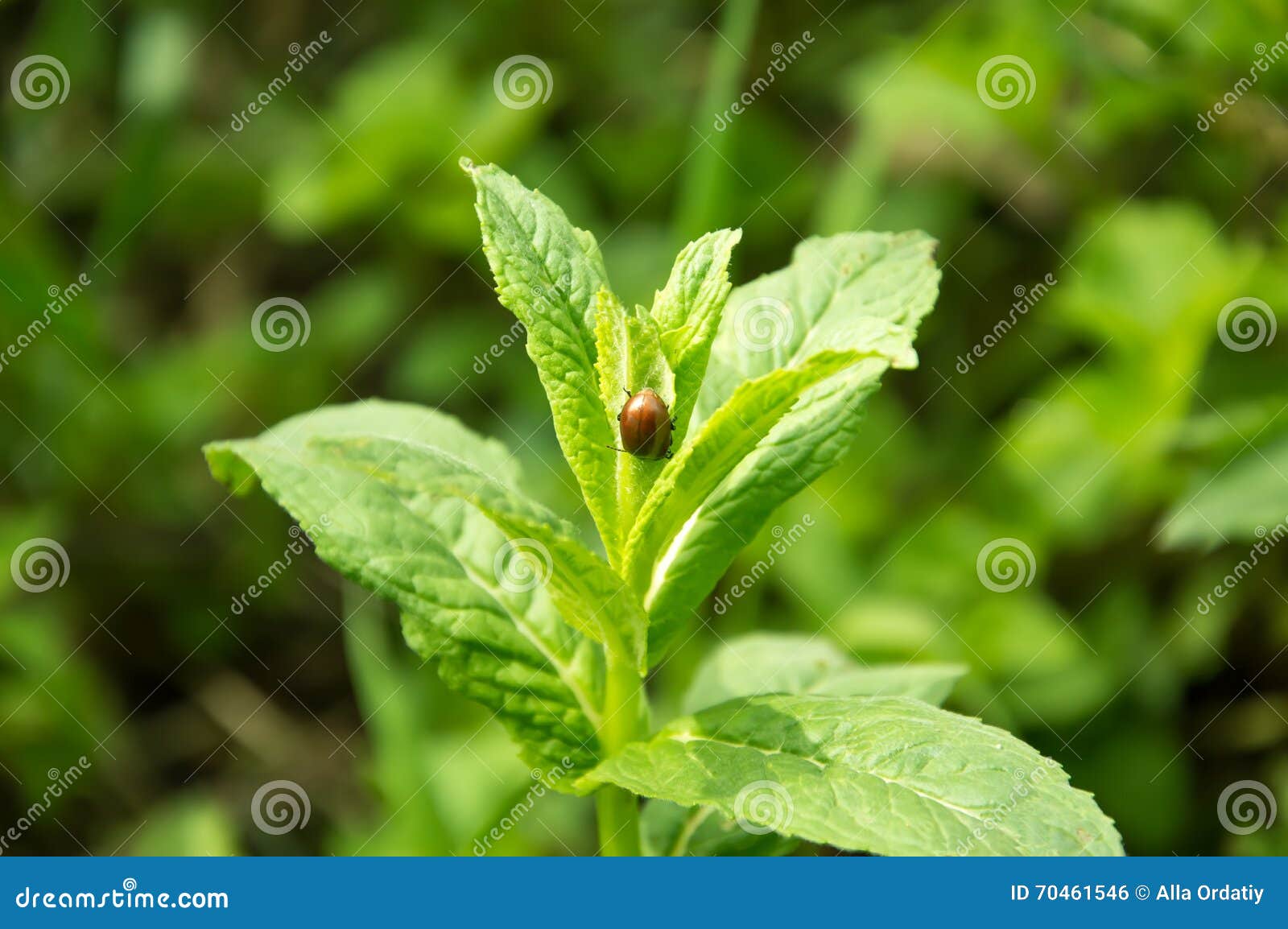 Wild mint stock photo. Image of floral, growth, herb - 70461546