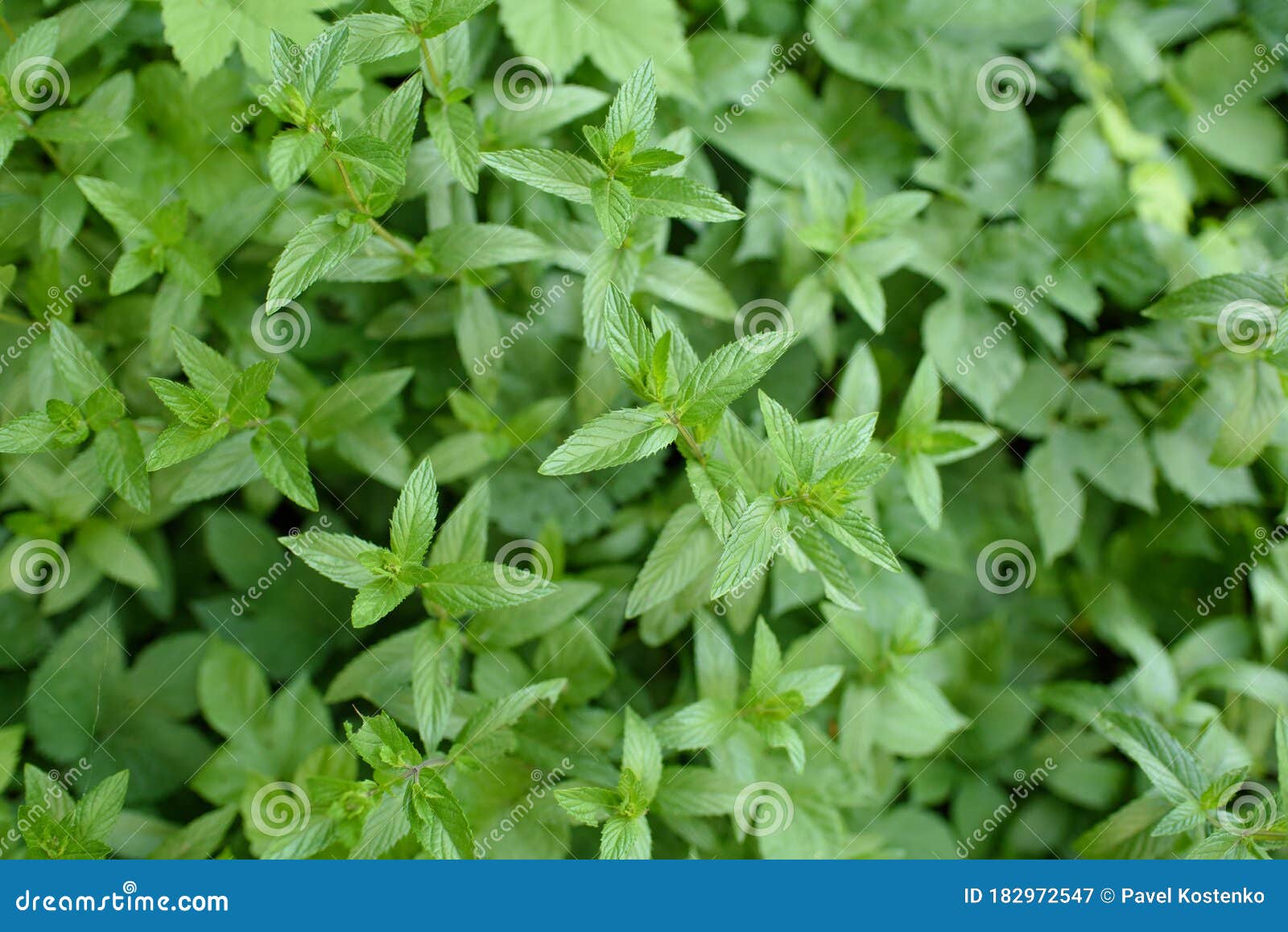 Wild Mint among Some Other Green Plants Stock Image - Image of food ...
