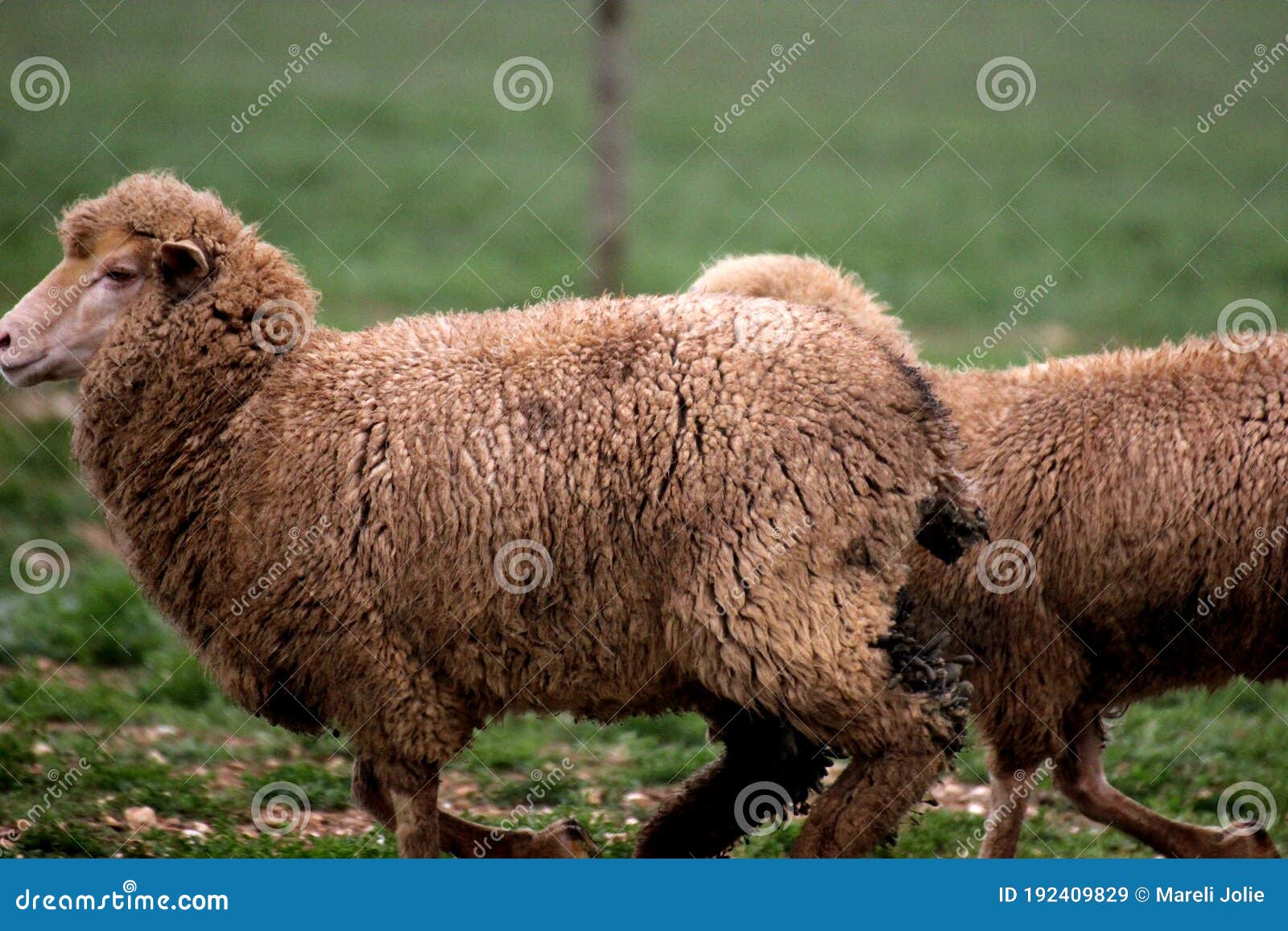 Wild mom sheep stock image. Image of horn, pasture, momsheep - 192409829