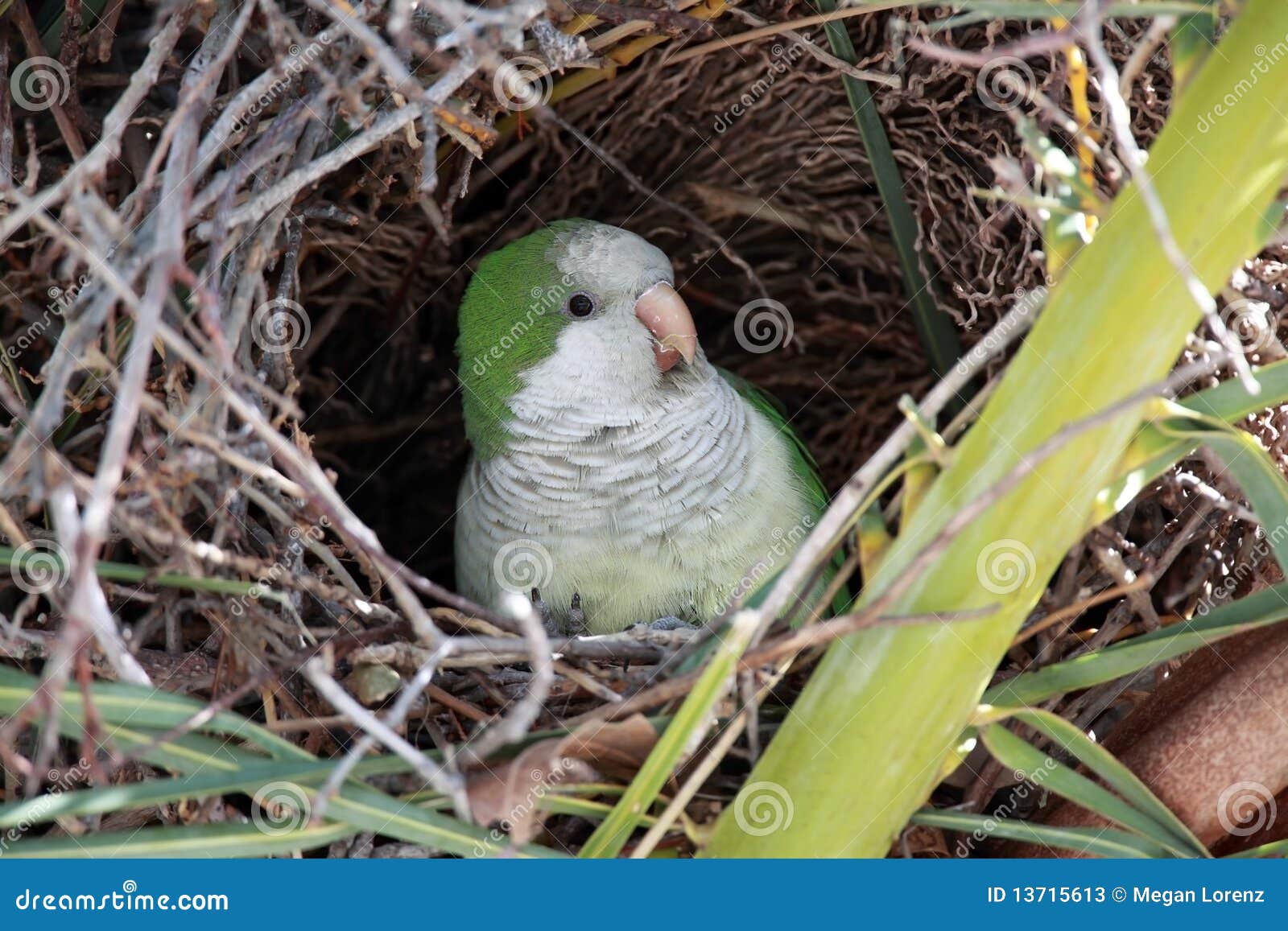 Wild Parakeet Nest