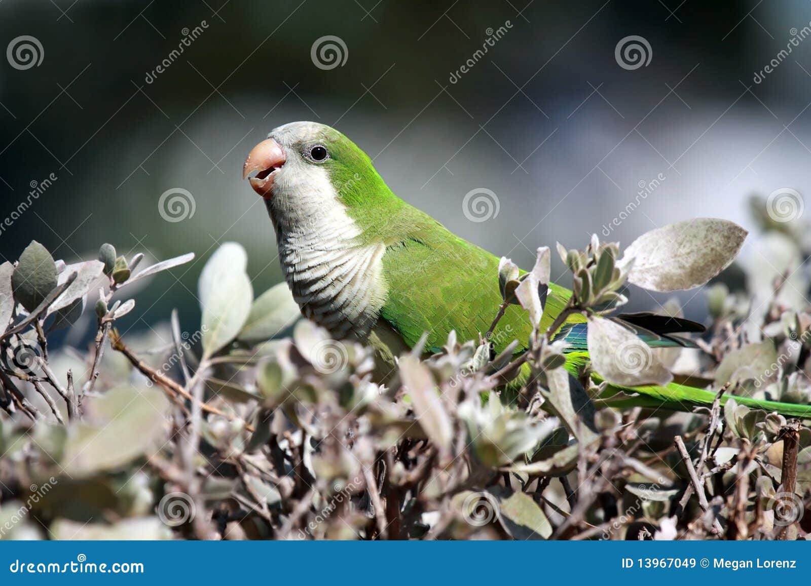 Wild Monk Parakeet stock image. Image of colorful, quaker - 13967049